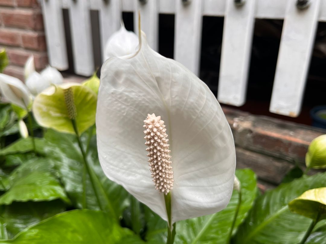 Peace Lily Flower Drooping Causes & Easy Recovery Tips