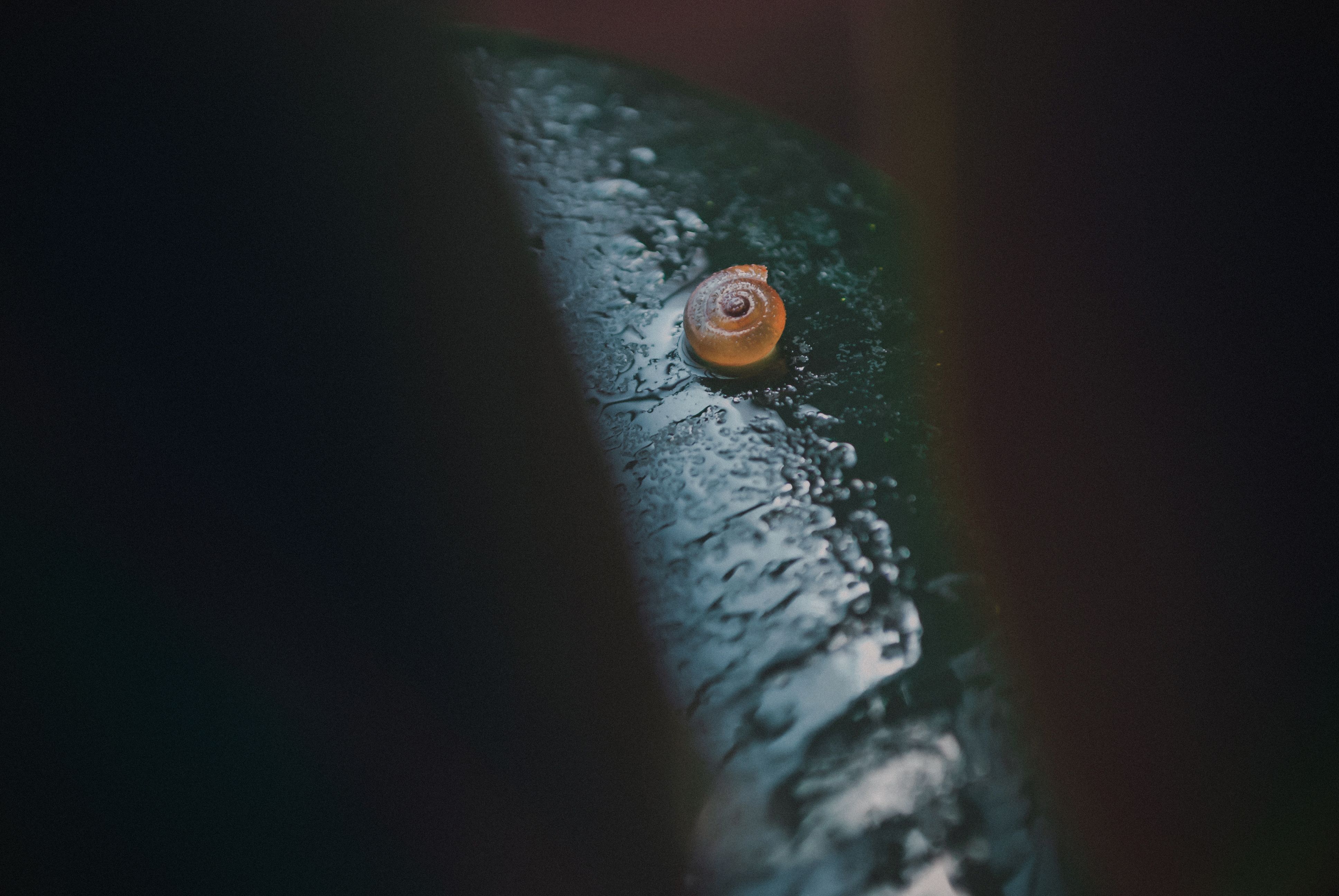 free-stock-photo-of-close-up-complementary-dark-leaf