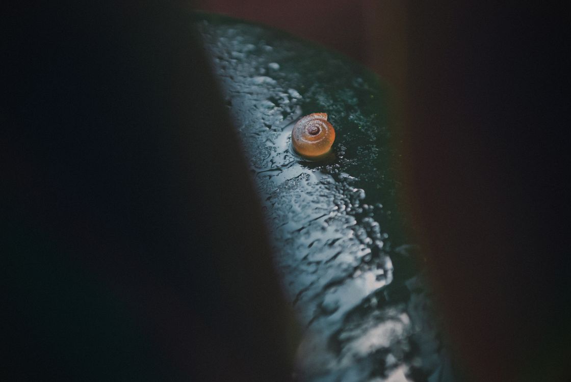 Free Stock Photo Of Close up Complementary Dark Leaf free-stock-photo-of-close-up-complementary-dark-leaf