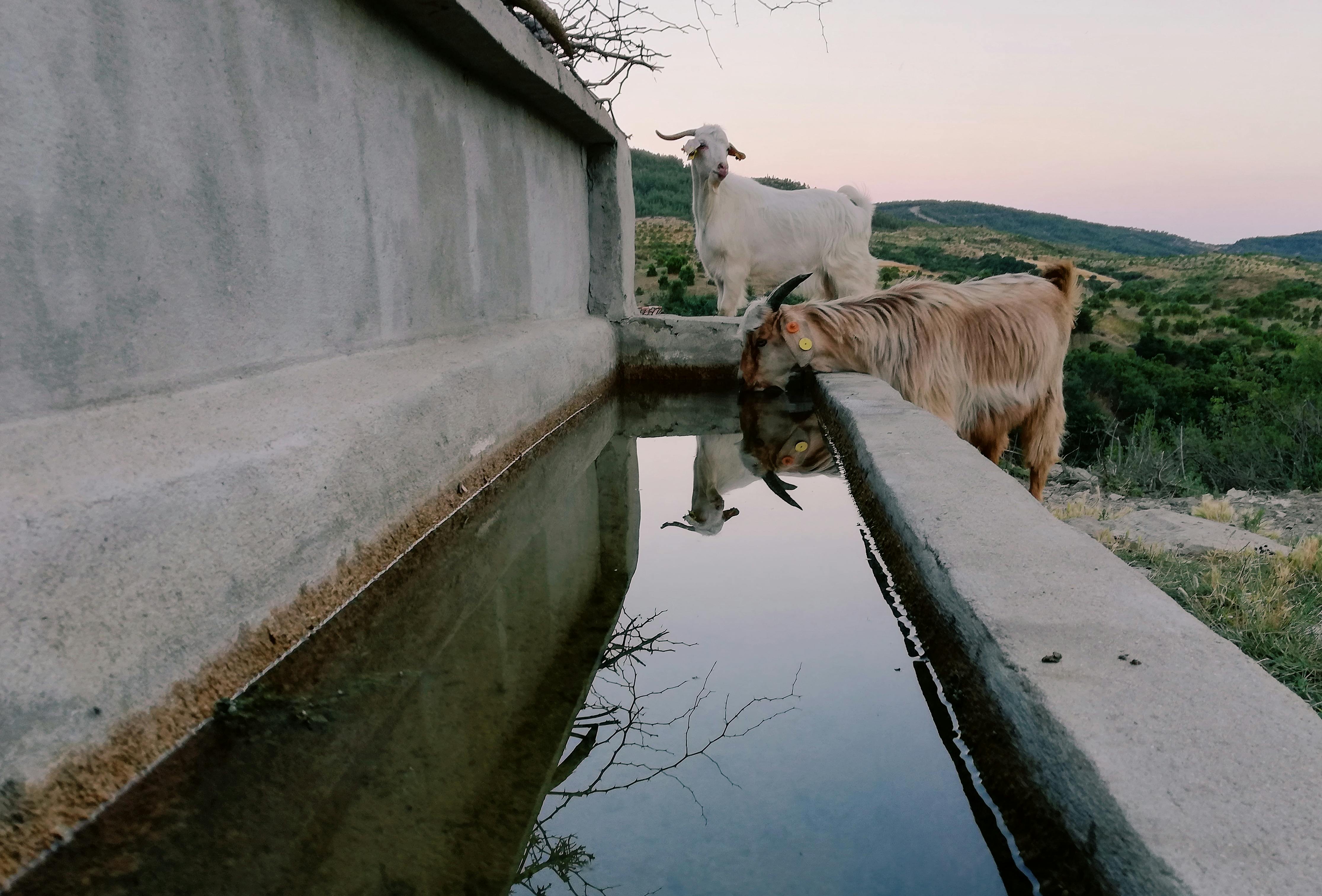 Goats Drinking Water · Free Stock Photo