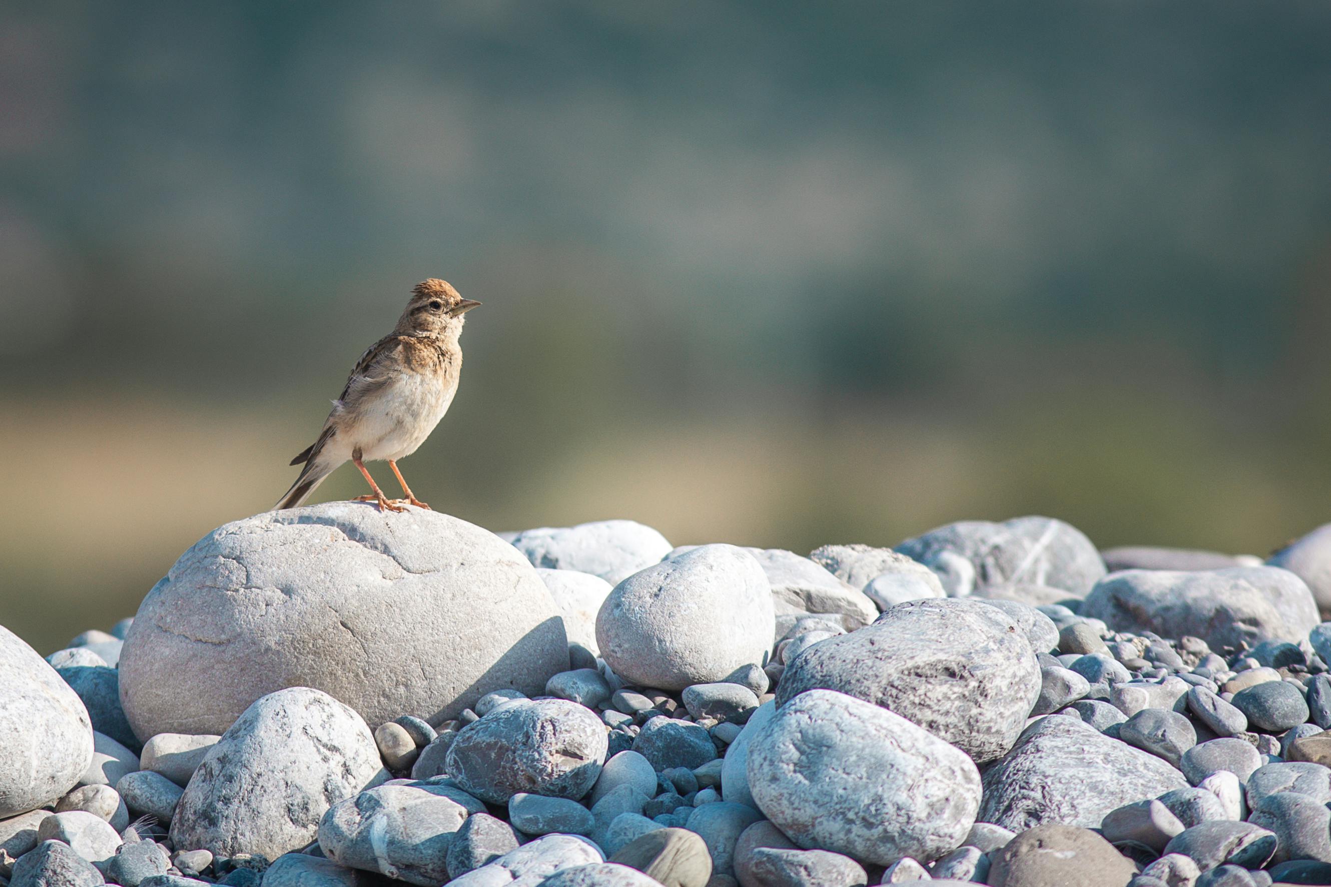 Greater Short-toed Lark in Nature · Free Stock Photo