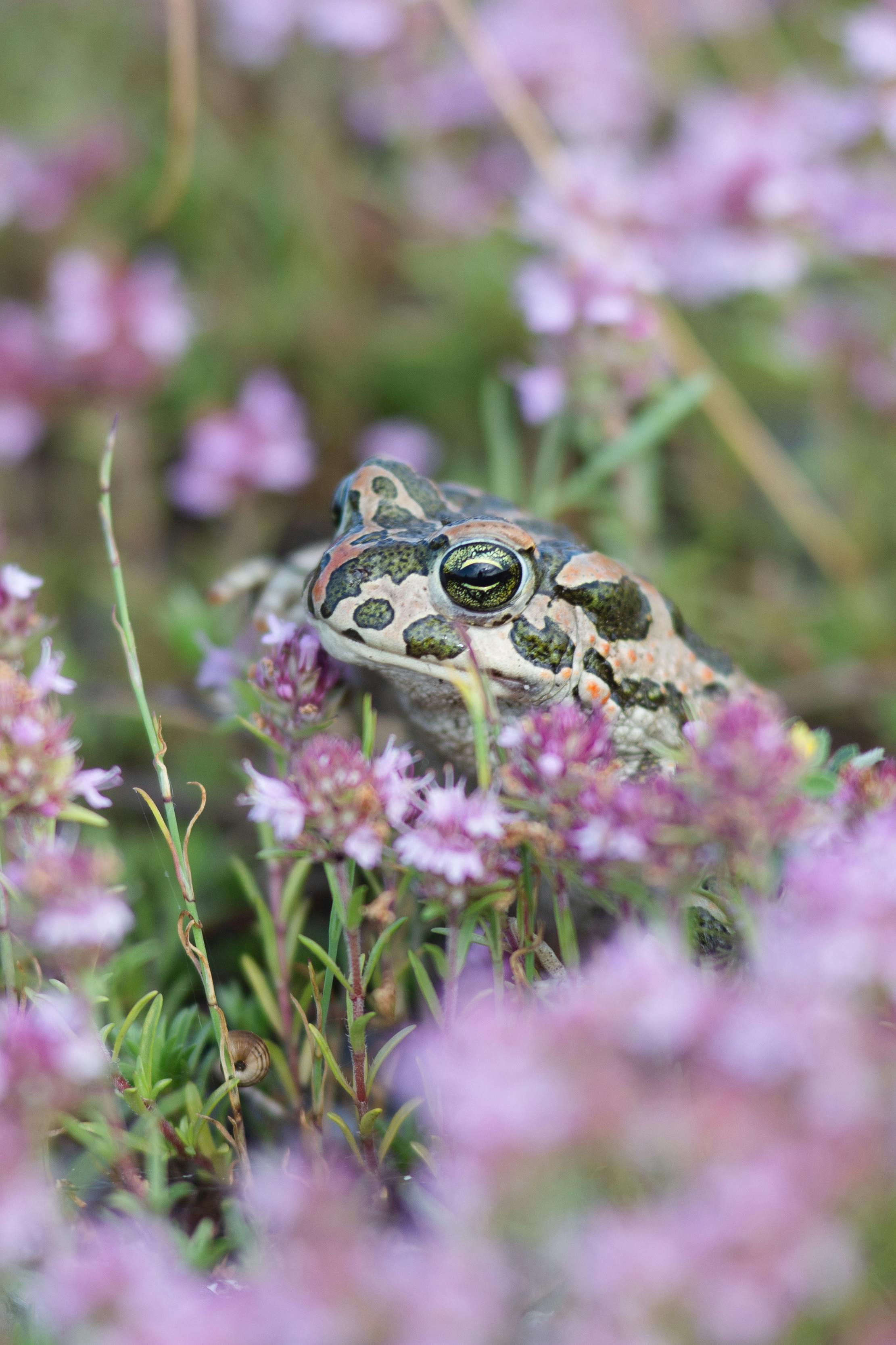 European Green Toad among Flowers · Free Stock Photo