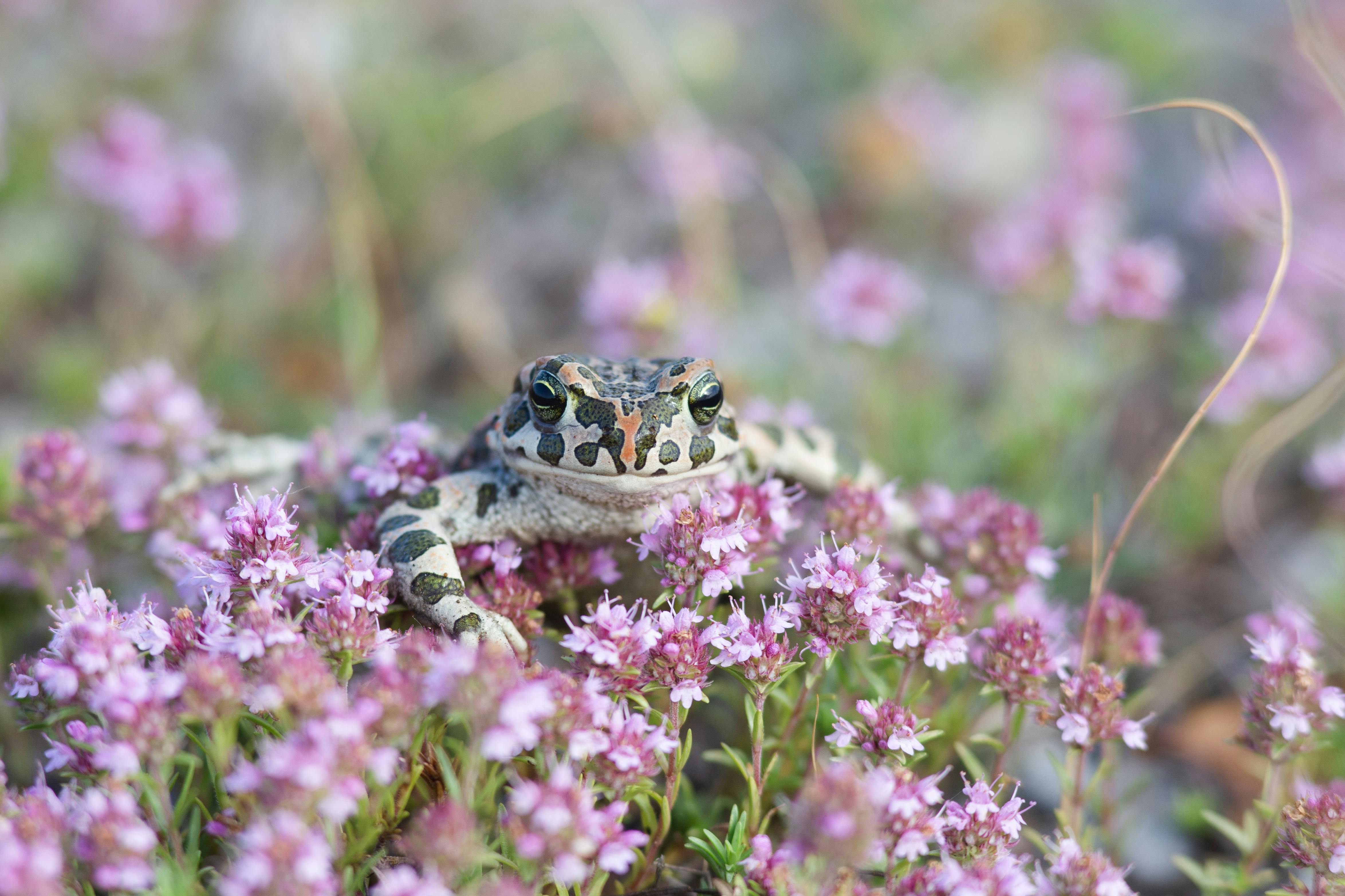 Frog on Flowers on Meadow · Free Stock Photo