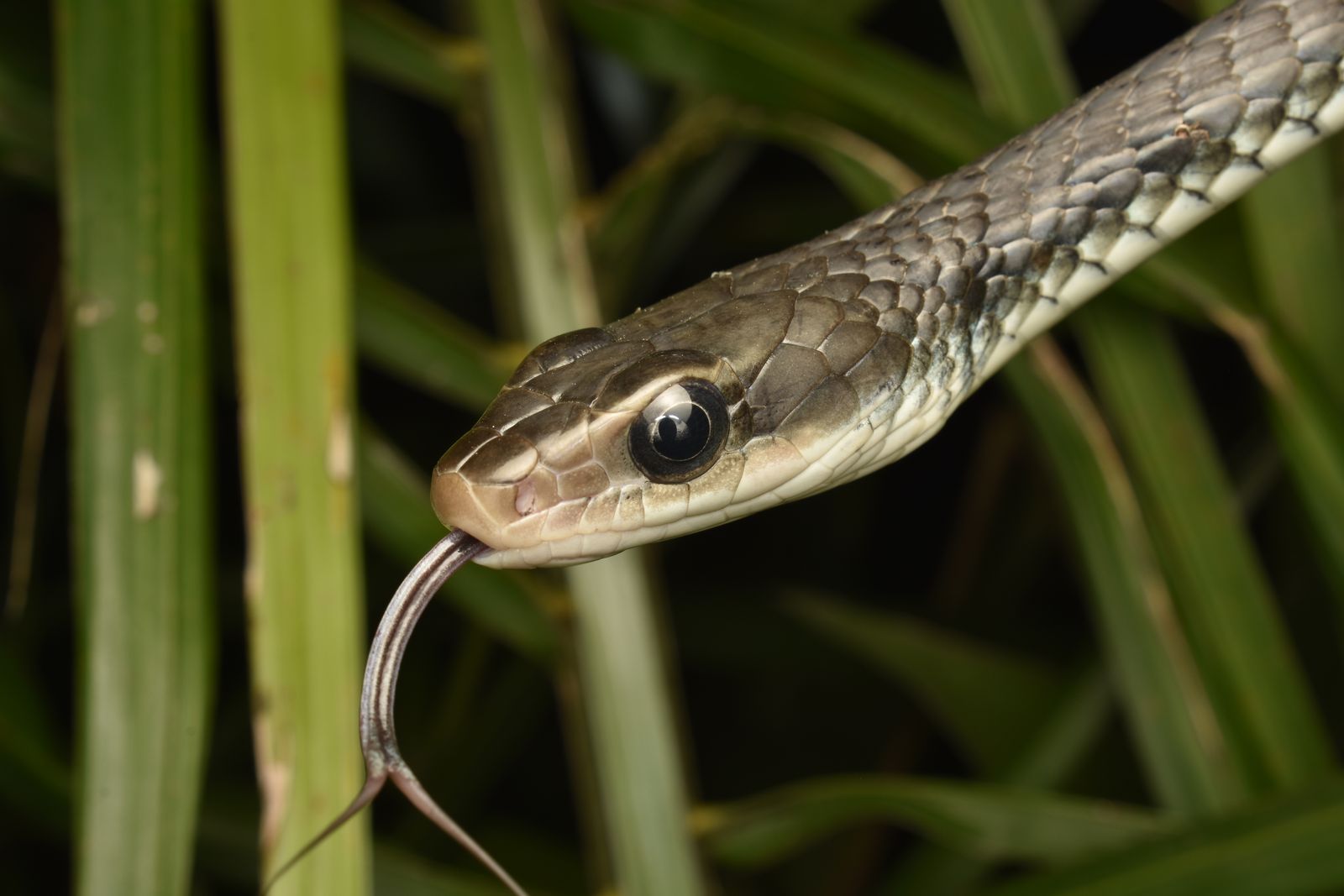 Snake Balloon Photos, Download The BEST Free Snake Balloon Stock Photos ...