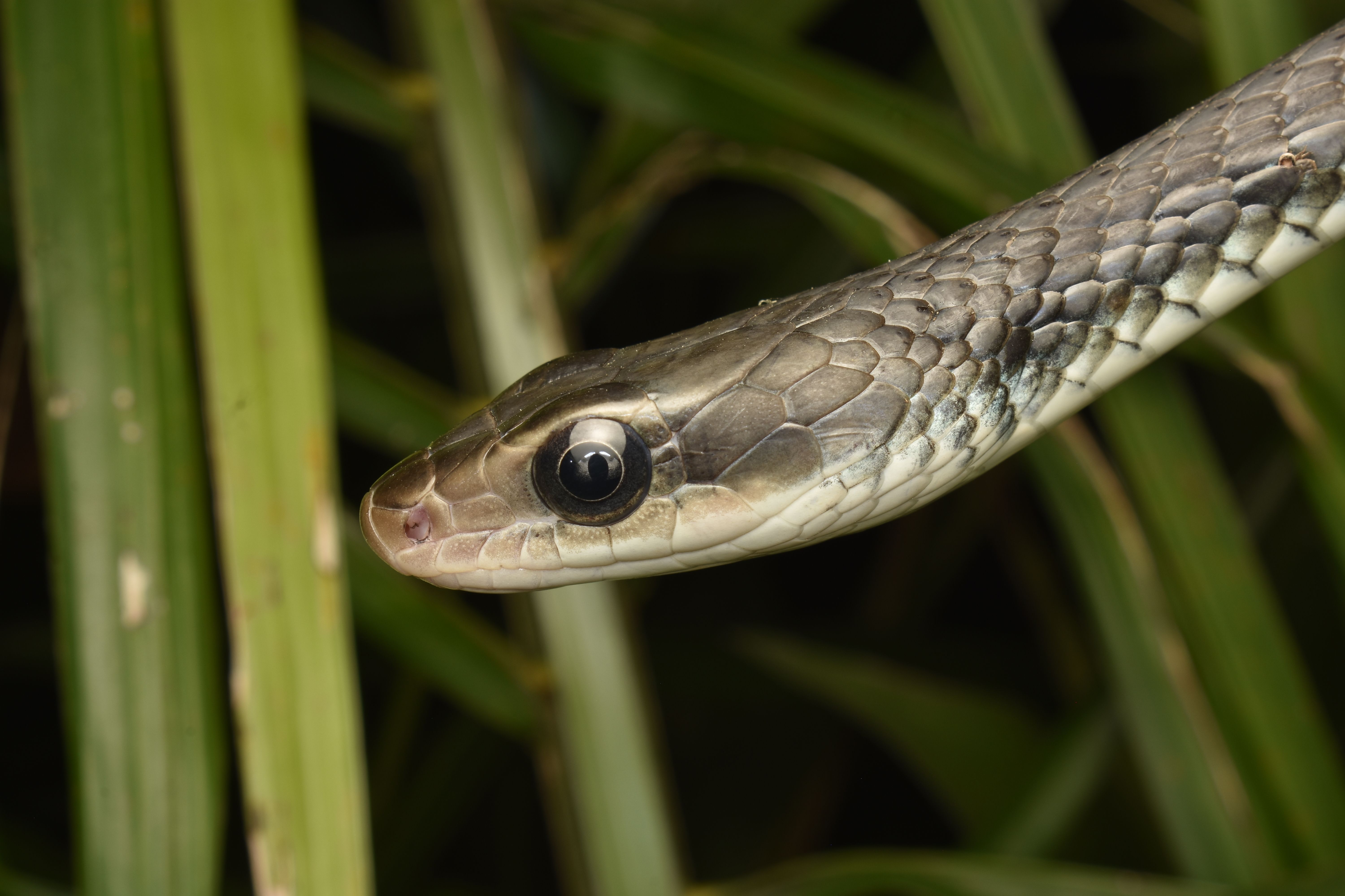 Gray Snake on Black Rock Formation · Free Stock Photo