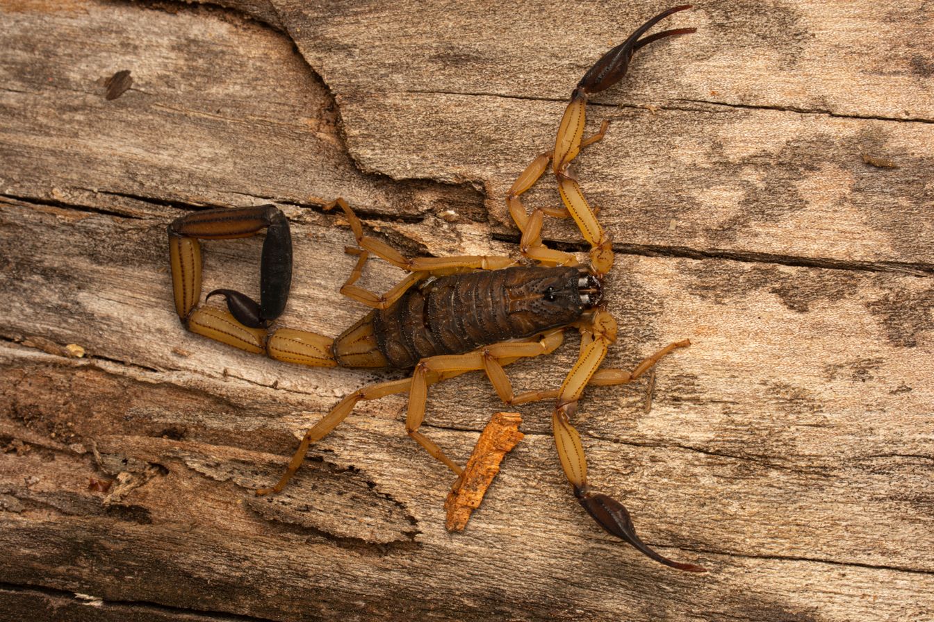 Natural Predator of Scorpions: Animals That Prey on Them