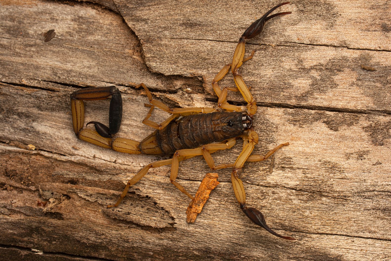 Brazilian Yellow Scorpion: Venomous Facts and Habitat