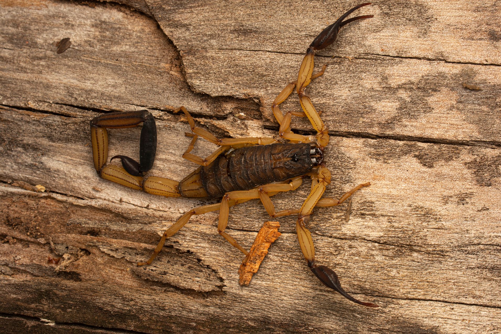 Natural Predator of Scorpions: Animals That Prey on Them