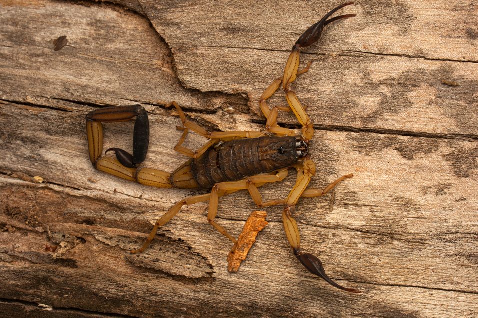 Natural Predator of Scorpions: Animals That Prey on Them
