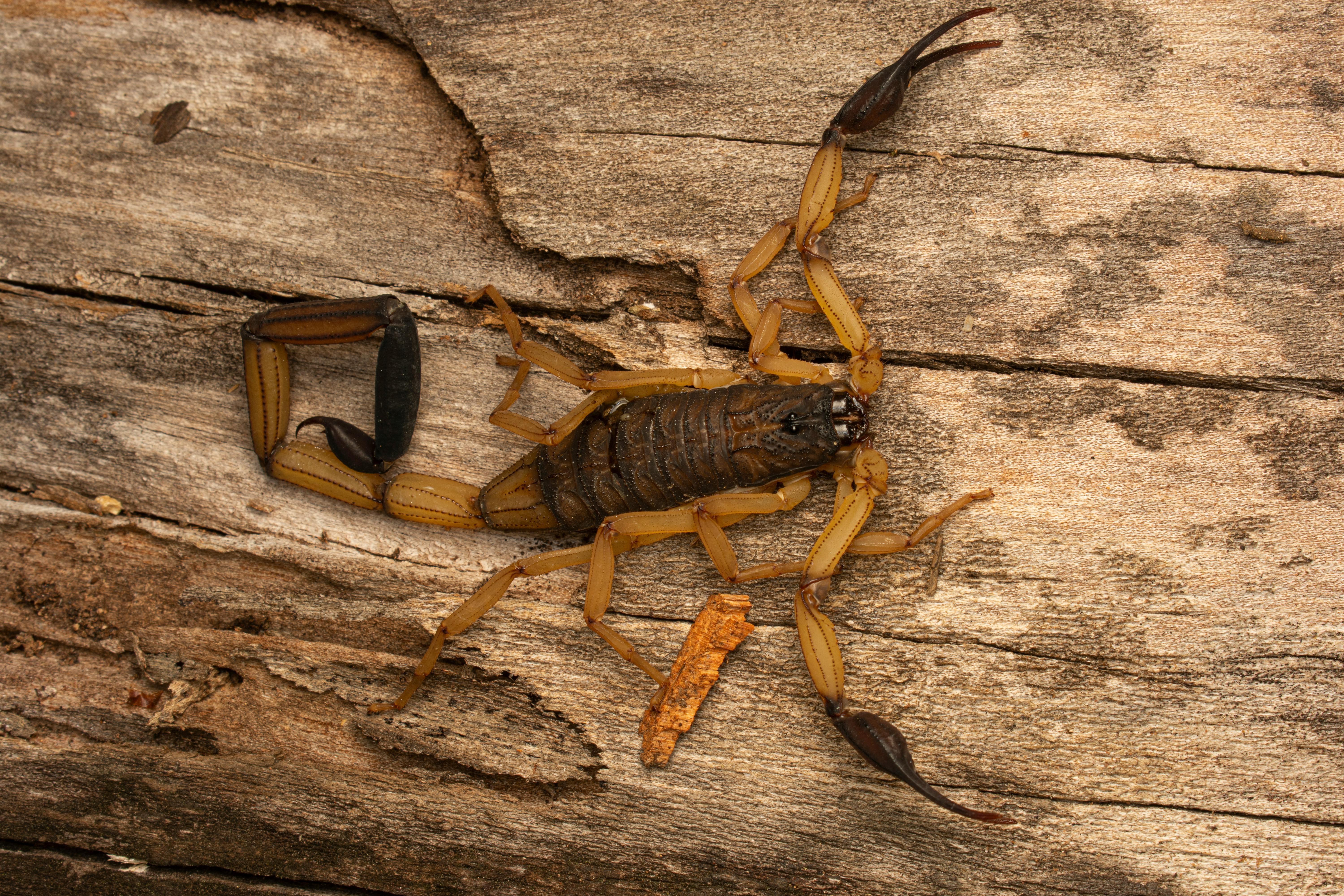 Close-up of Fat Tail Scorpion in Morocco · Free Stock Photo