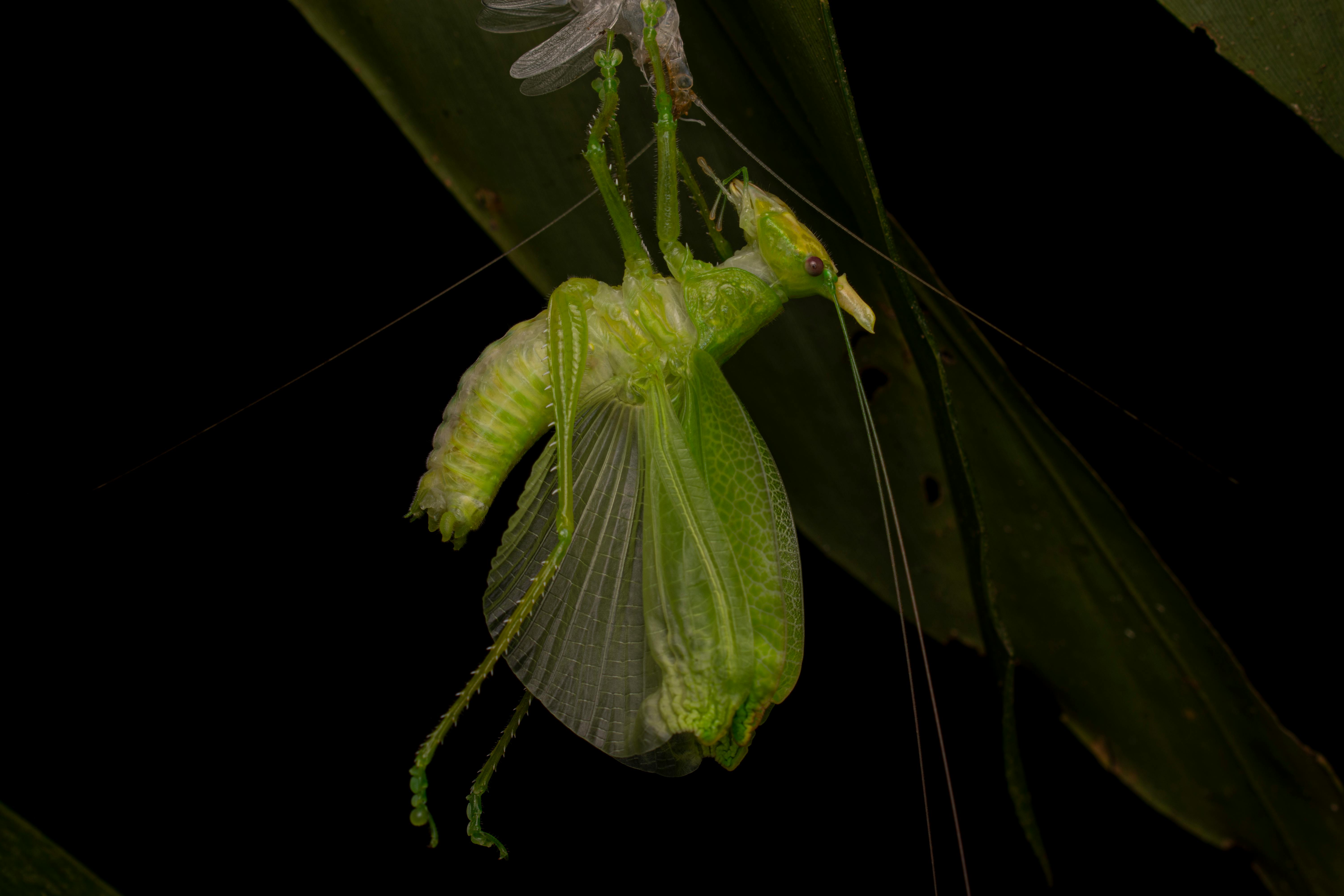 Oblong Winged Katydid in Close Up · Free Stock Photo