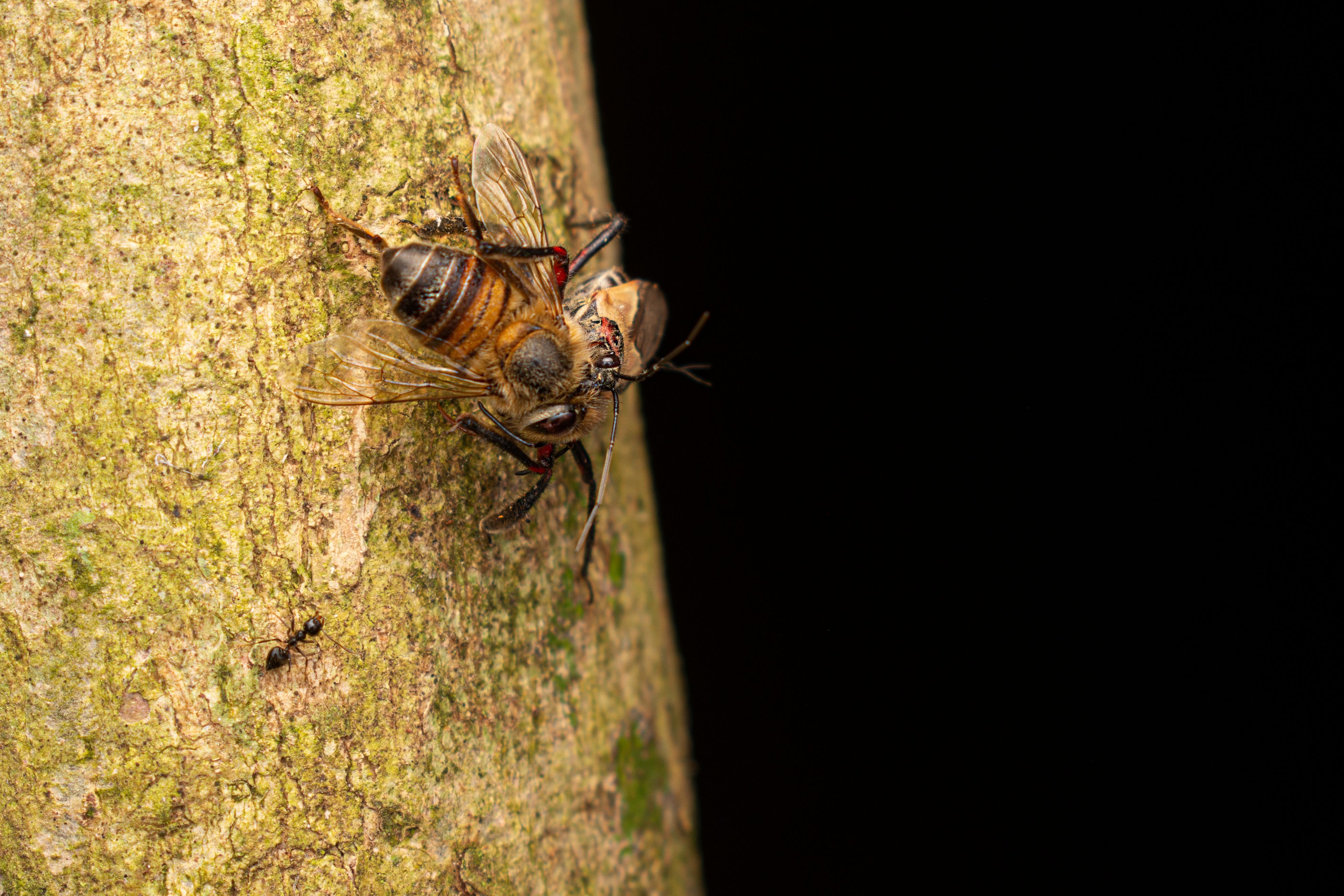 Bees and Ant on Tree Trunk · Free Stock Photo