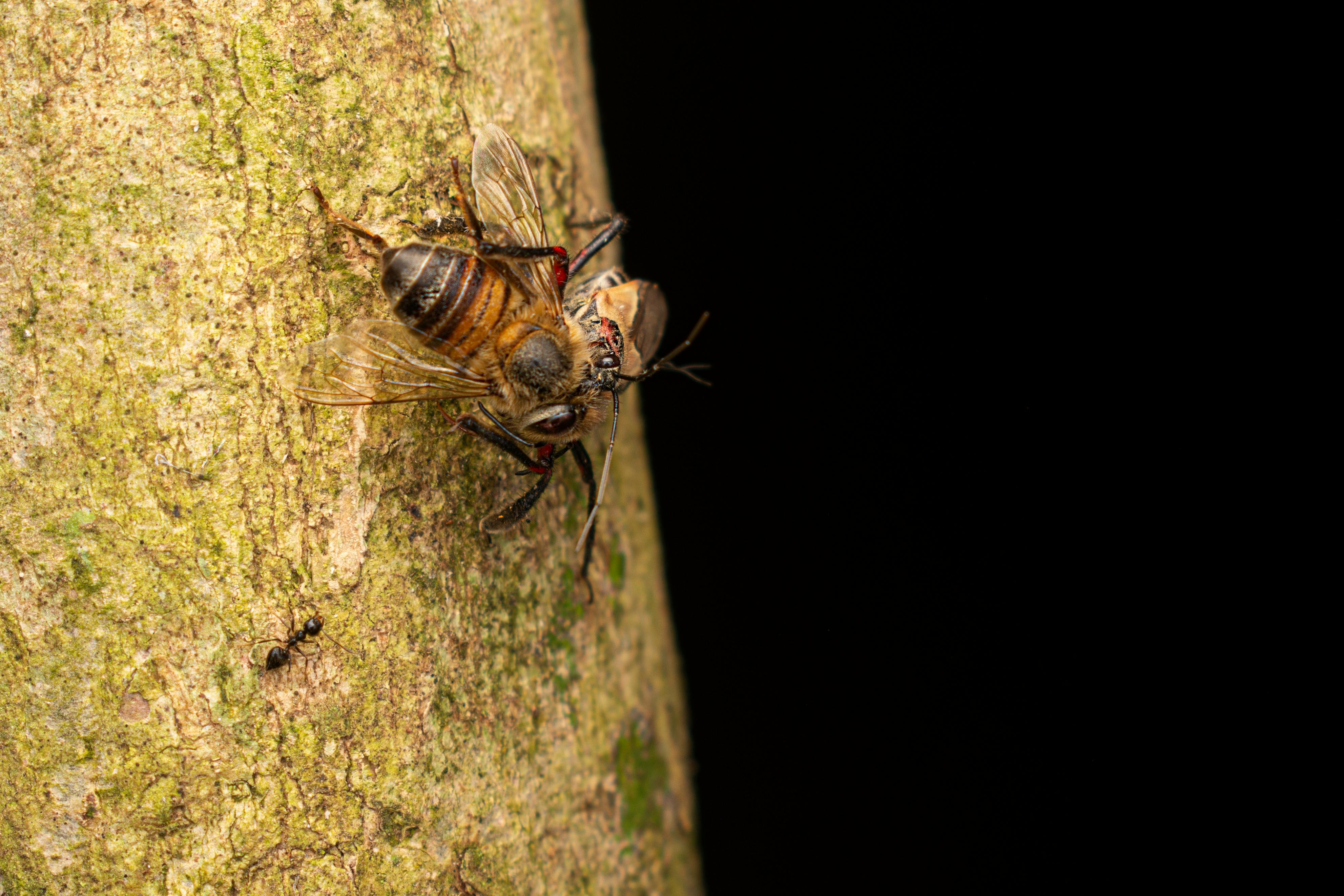 Bees and Ant on Tree Trunk · Free Stock Photo