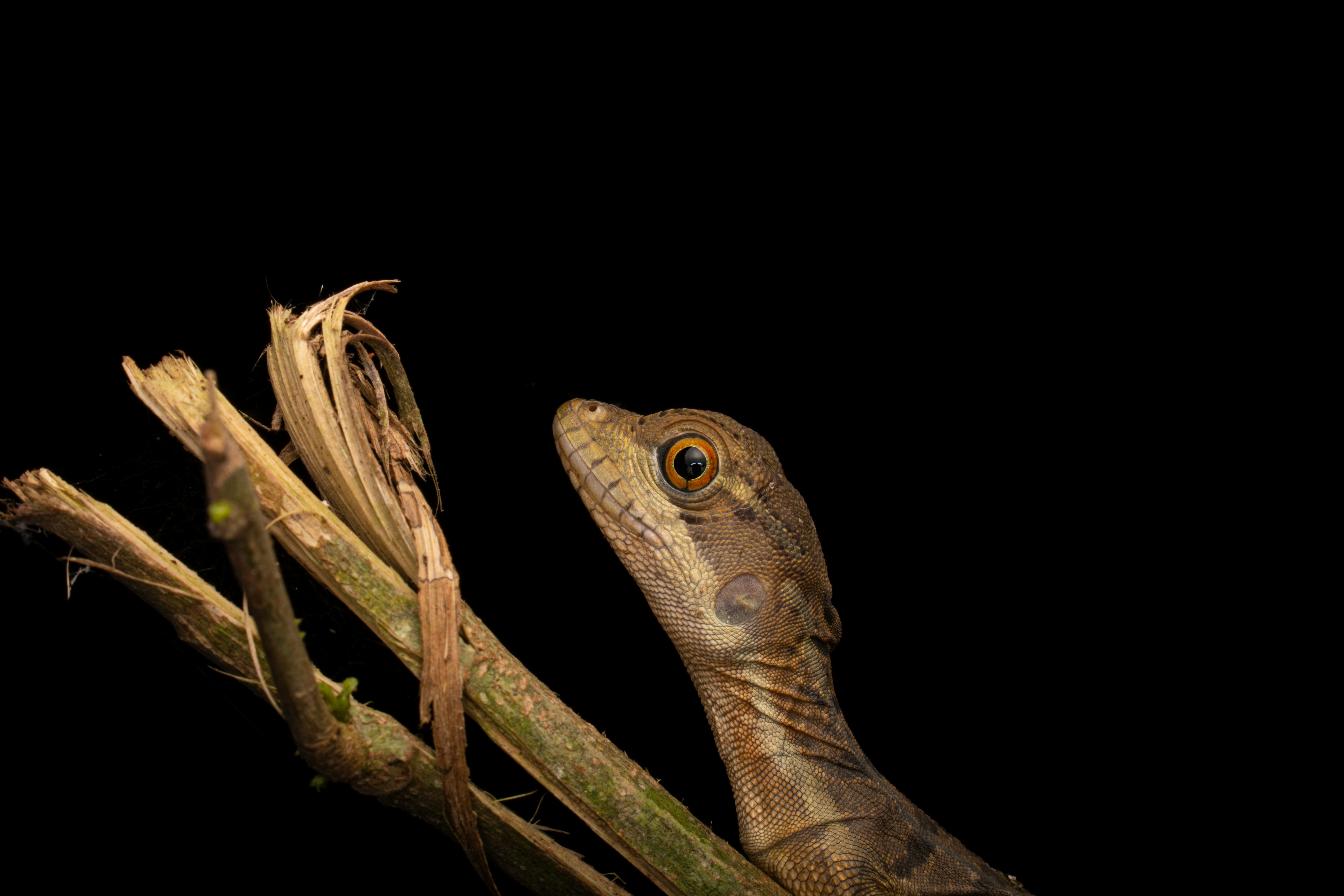 Fathead Anoles Lizard · Free Stock Photo