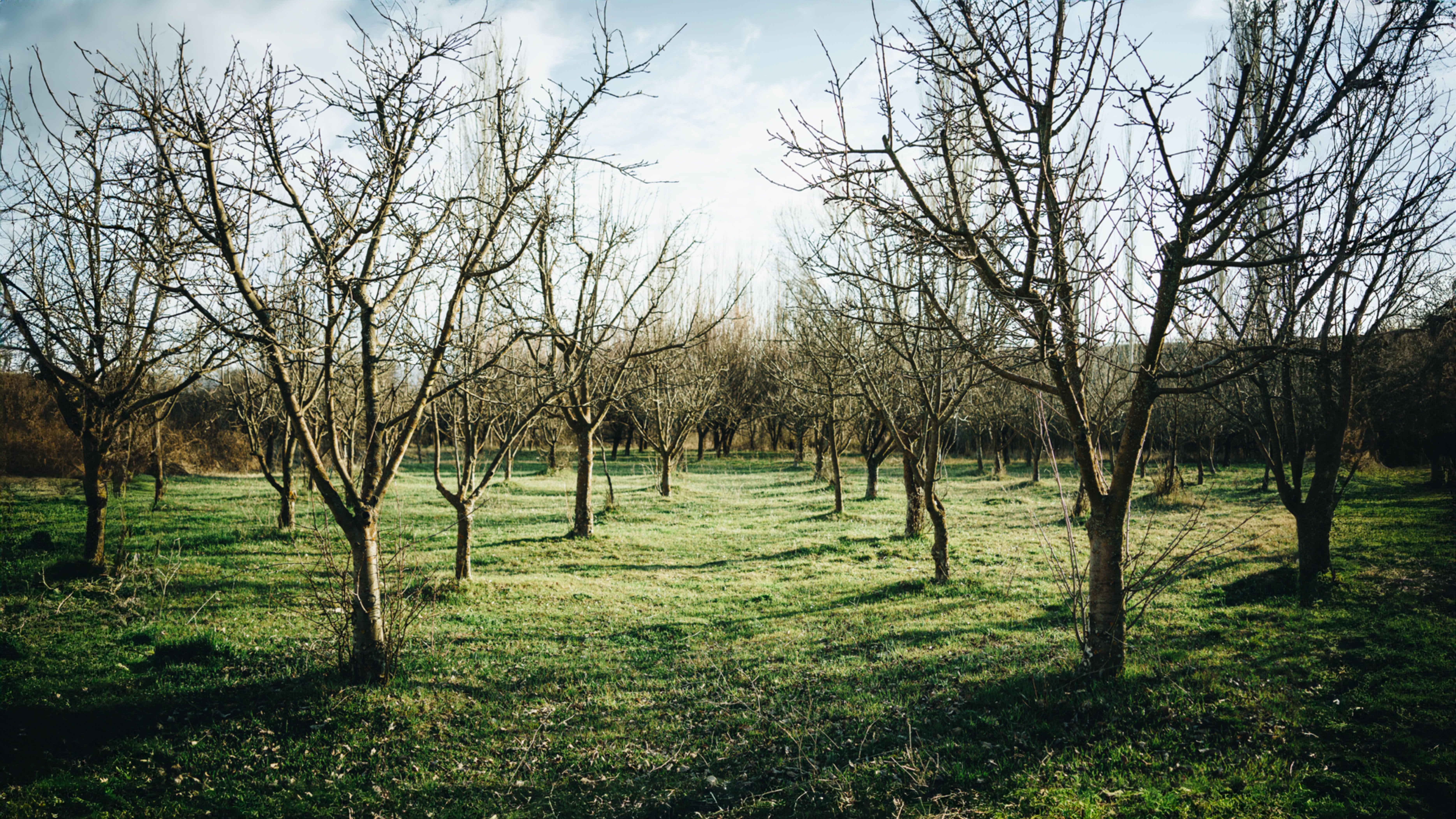 The Trees Are Bare Photos, Download The BEST Free The Trees Are Bare ...