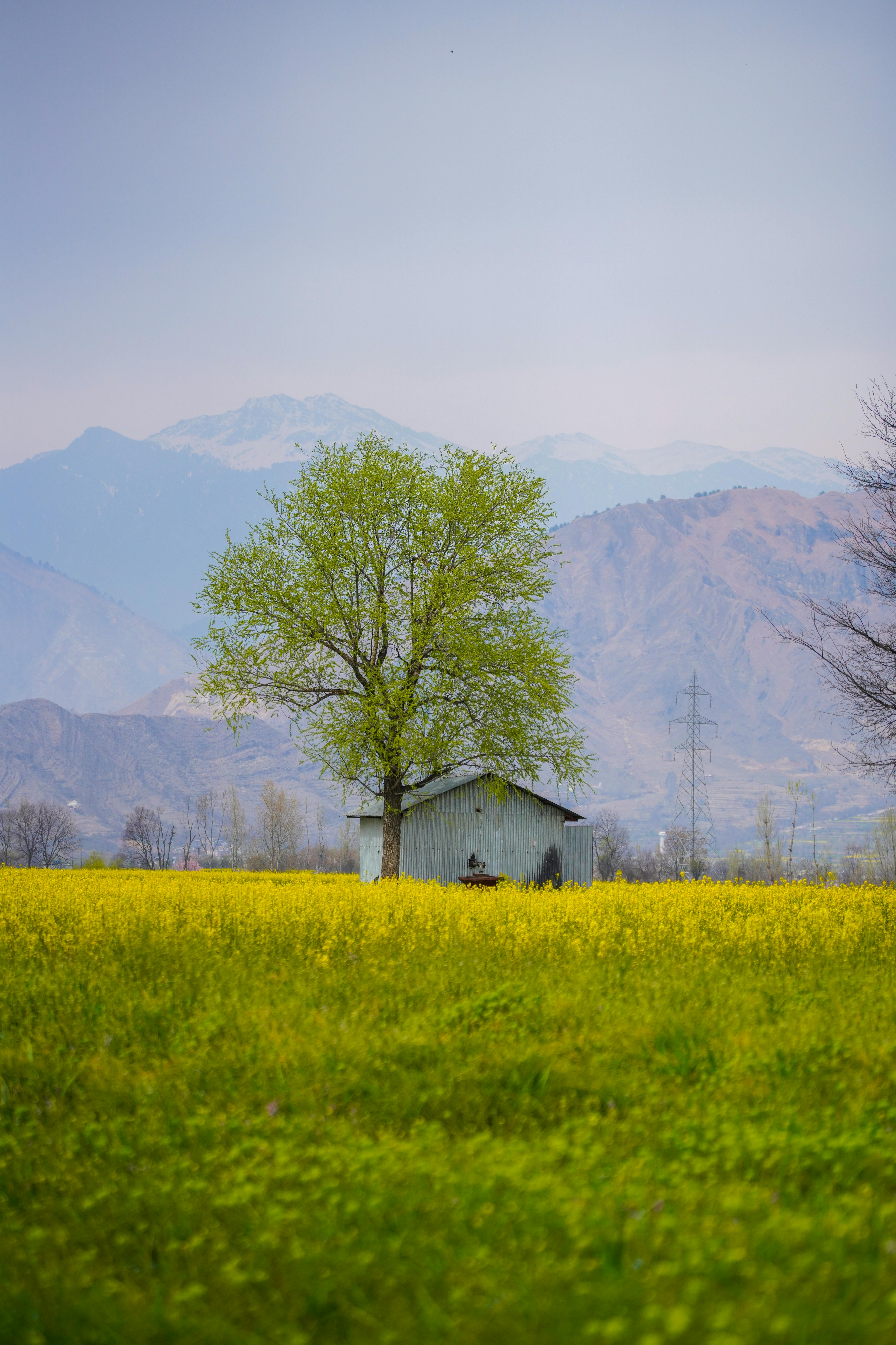 Spring Kashmir - Pampore · Free Stock Photo
