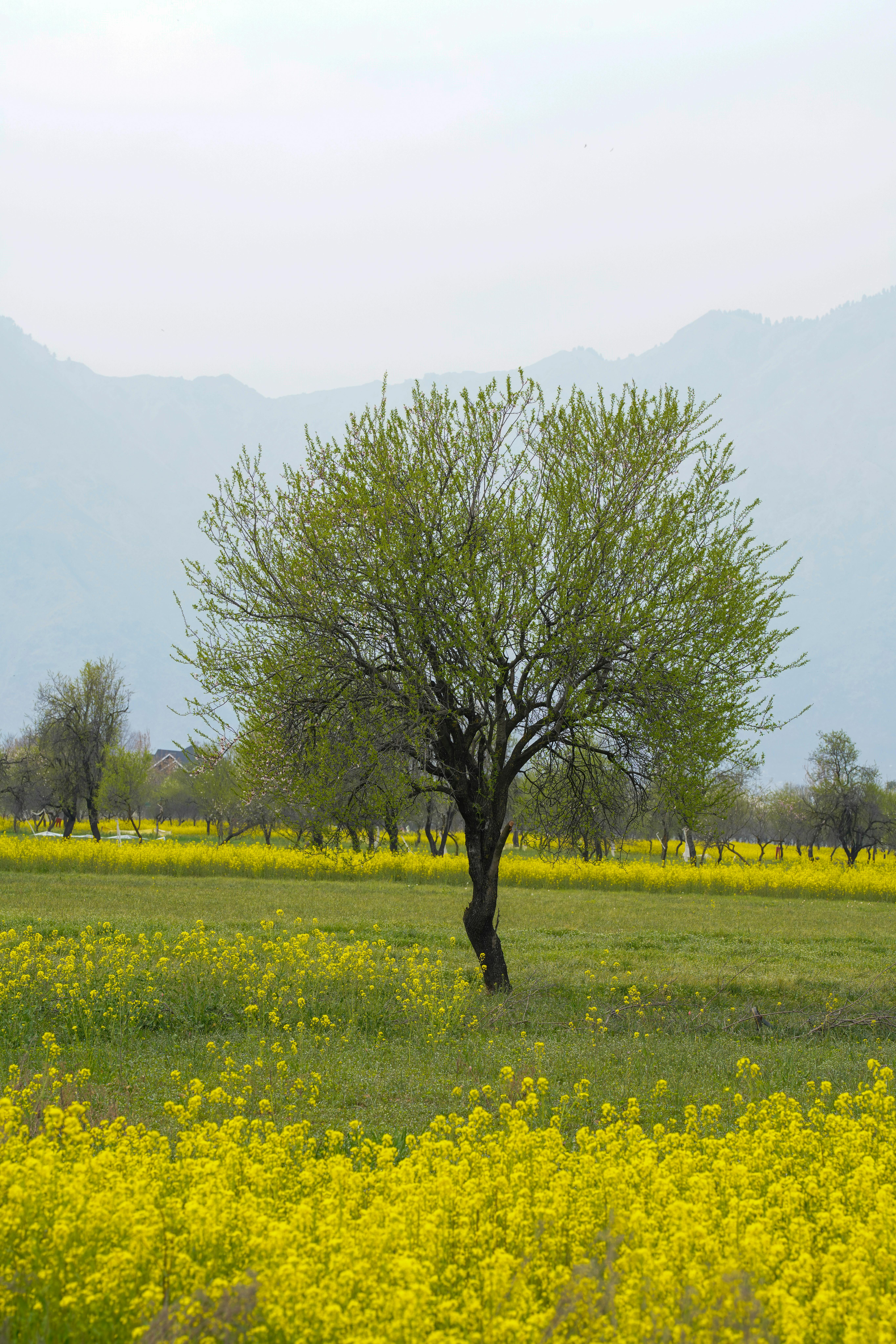 Tree and Flowers in Countryside · Free Stock Photo