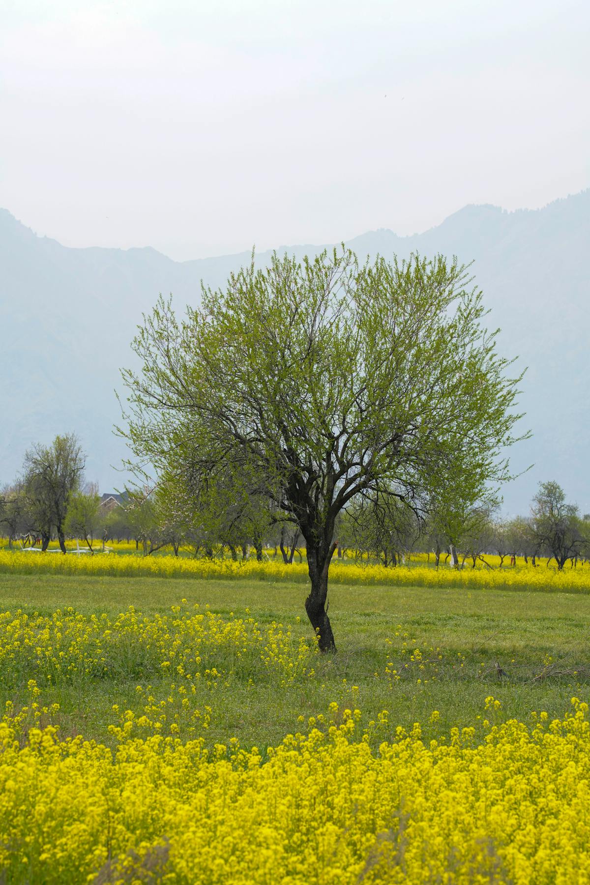 Planting Tree Photos, Download The BEST Free Planting Tree Stock Photos ...