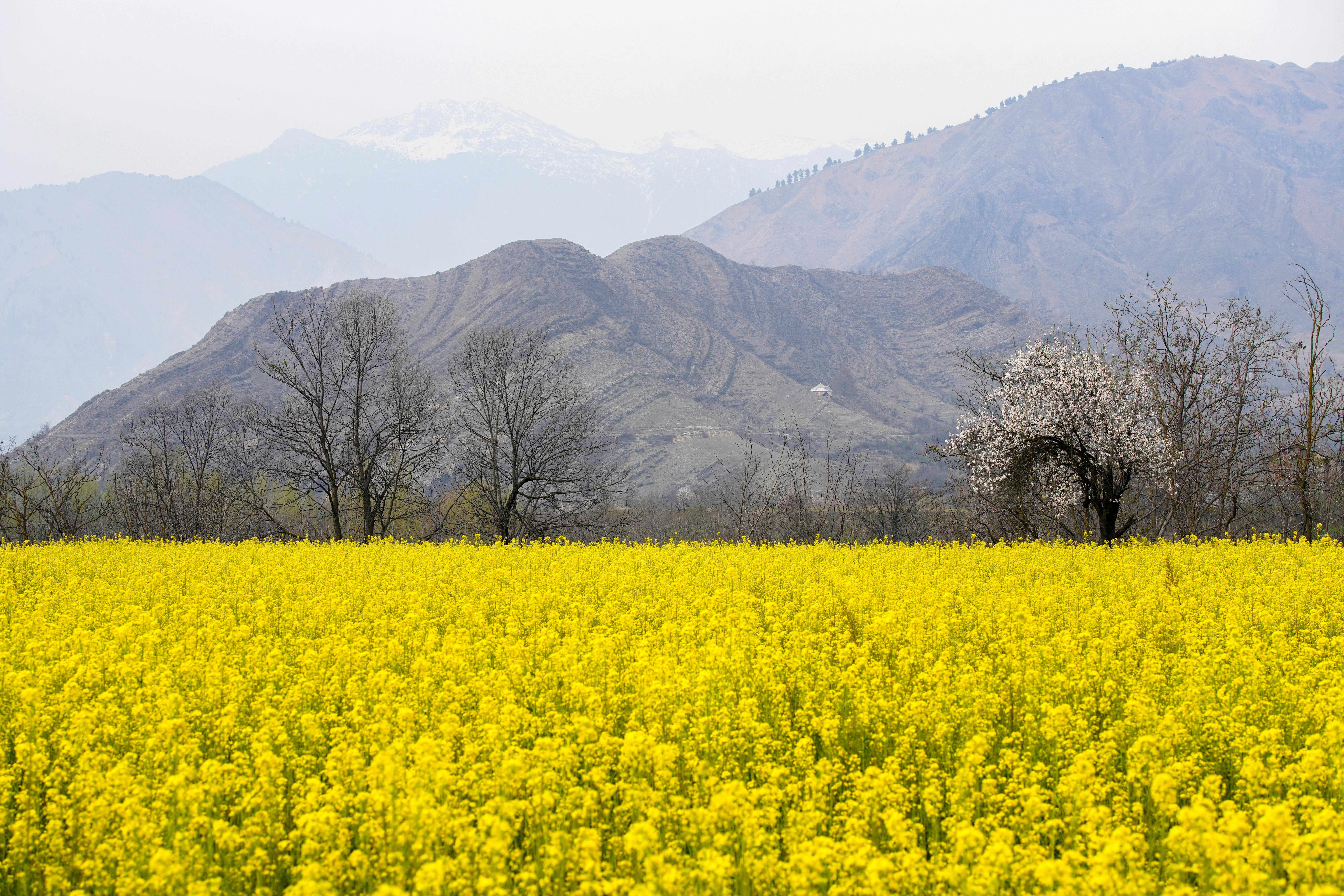 Yellow Rapeseed Field · Free Stock Photo