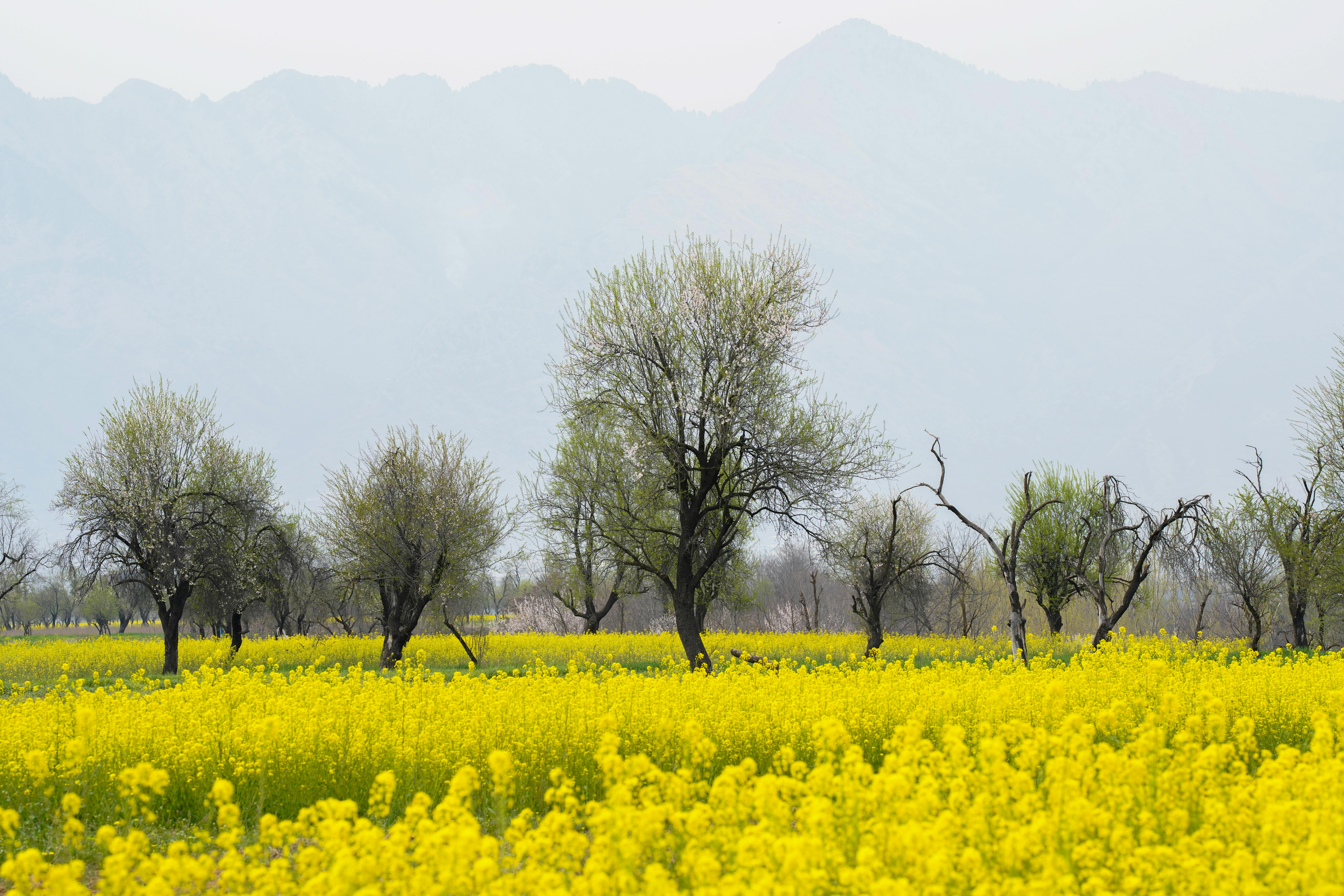 Spring Kashmir - Pampore · Free Stock Photo