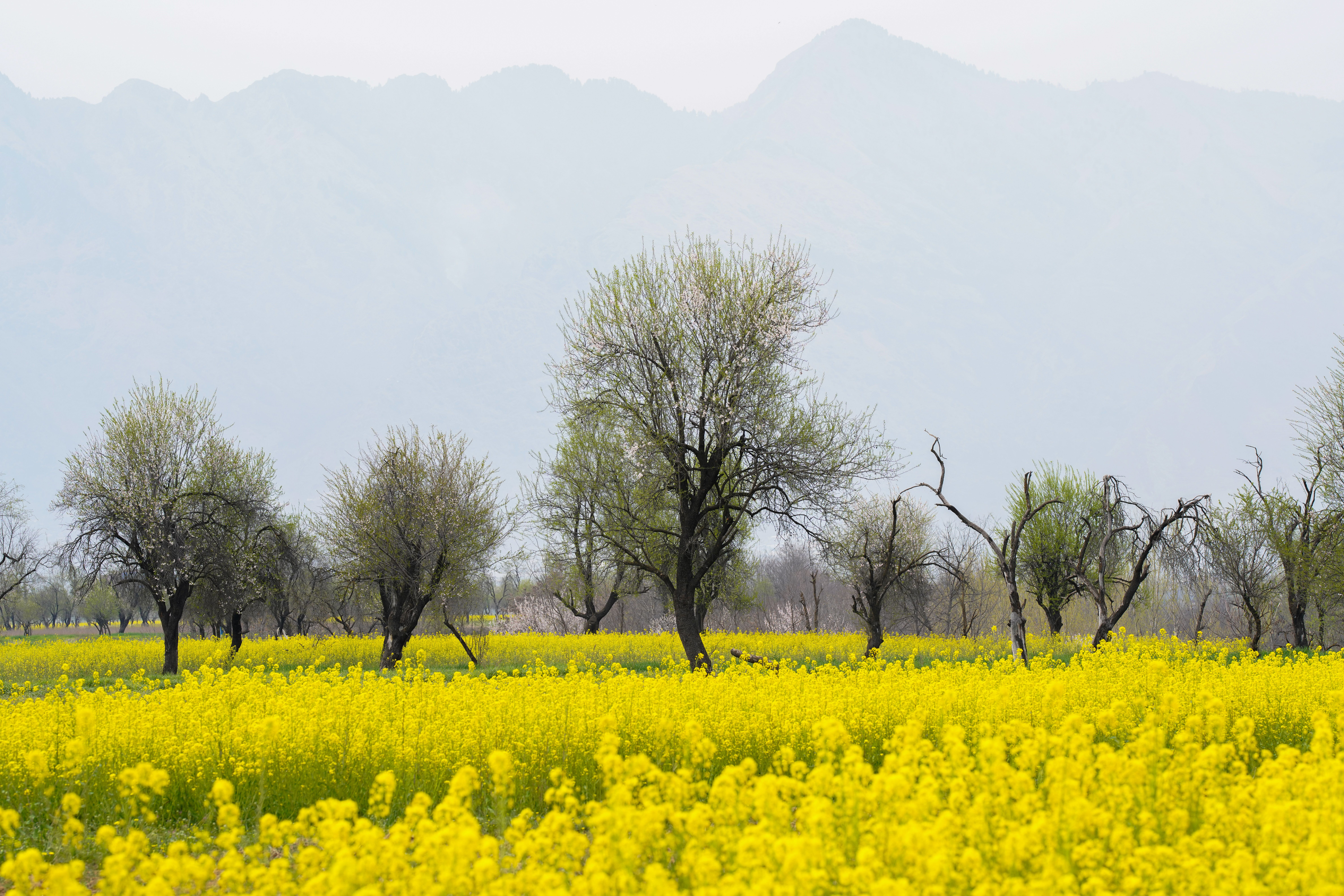 Mustard Tree Photos, Download The BEST Free Mustard Tree Stock Photos ...