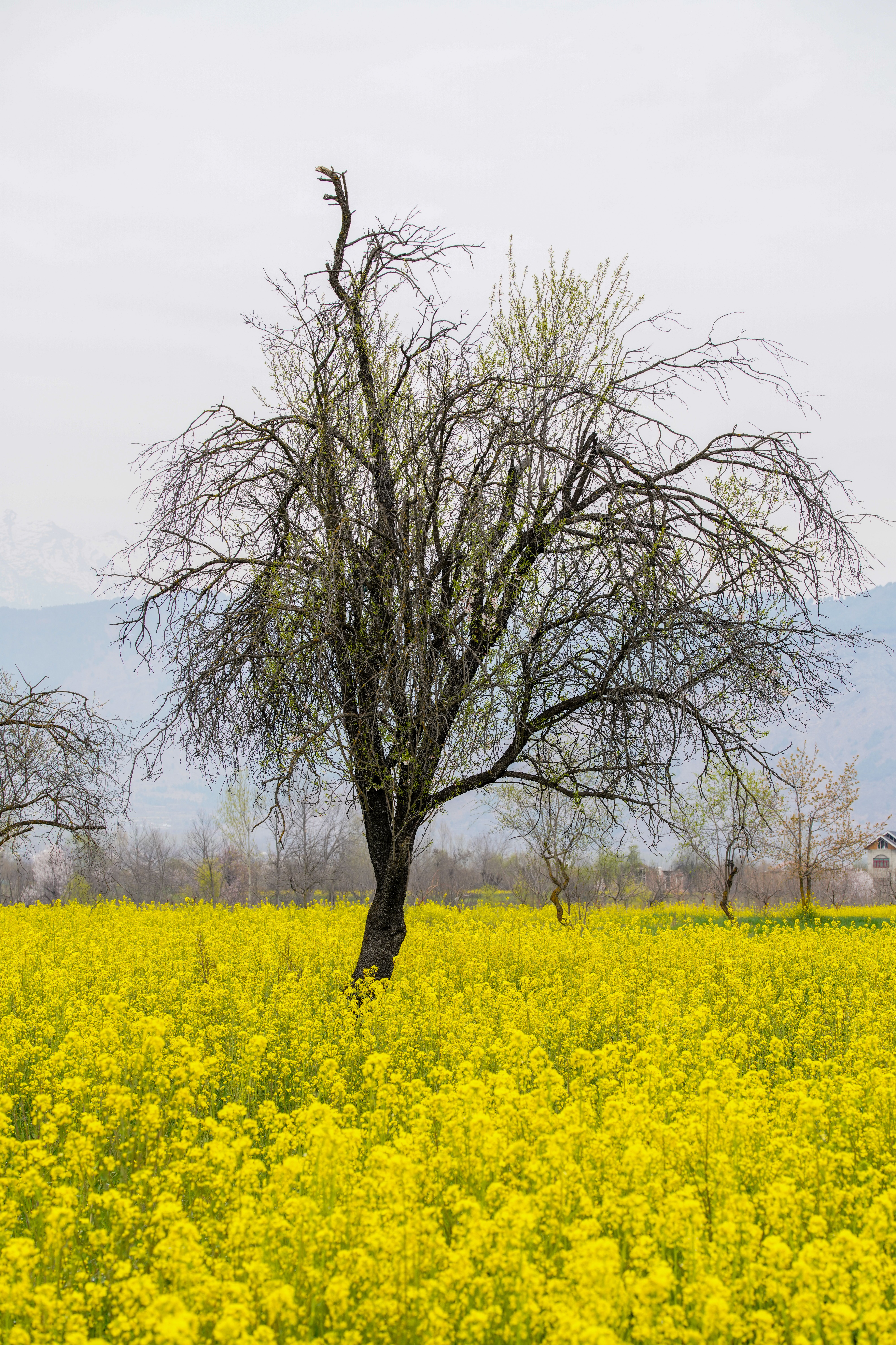Barren Tree in Rapeseed Field · Free Stock Photo