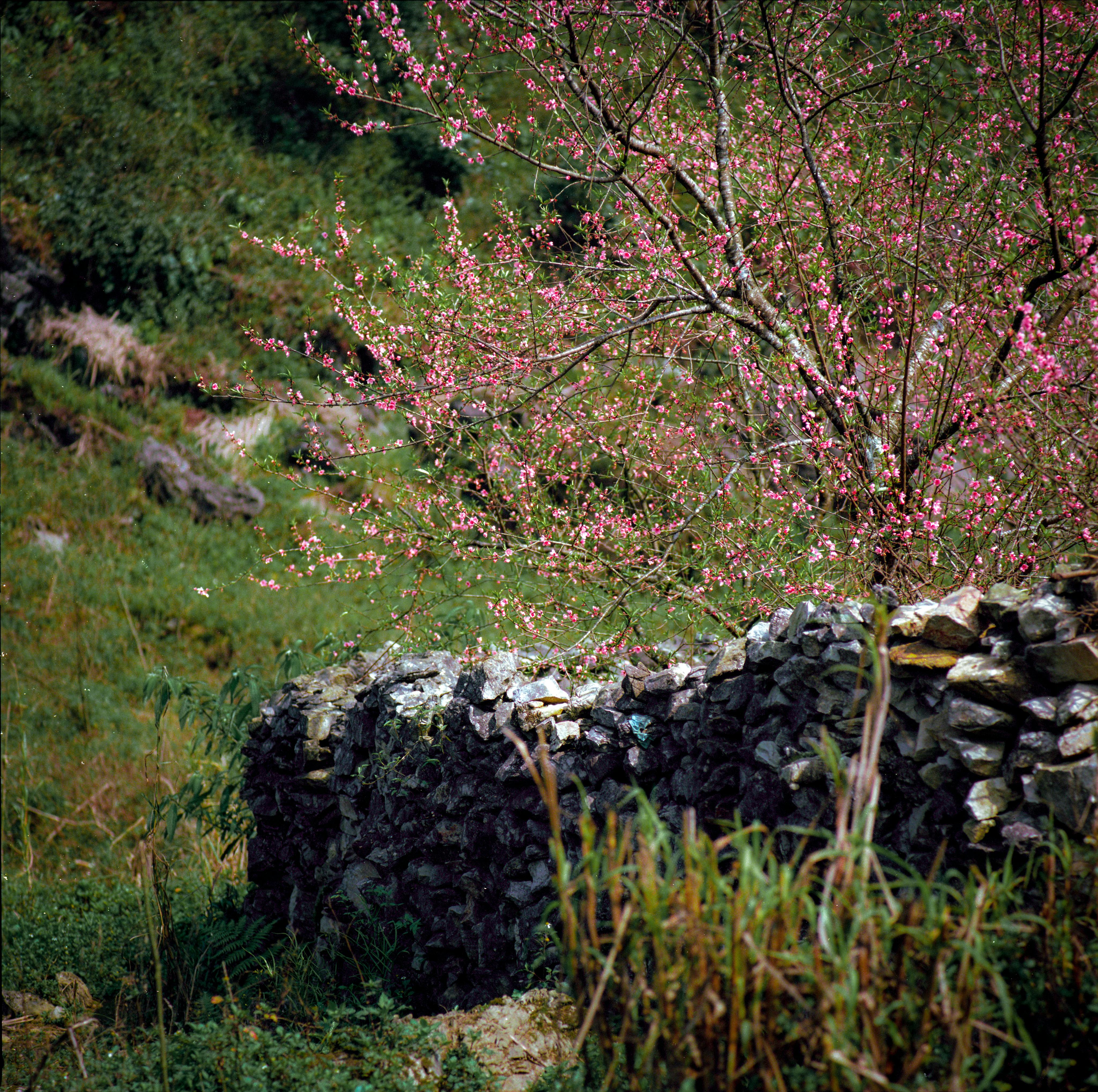 Cherry Tree over Stone Wall · Free Stock Photo