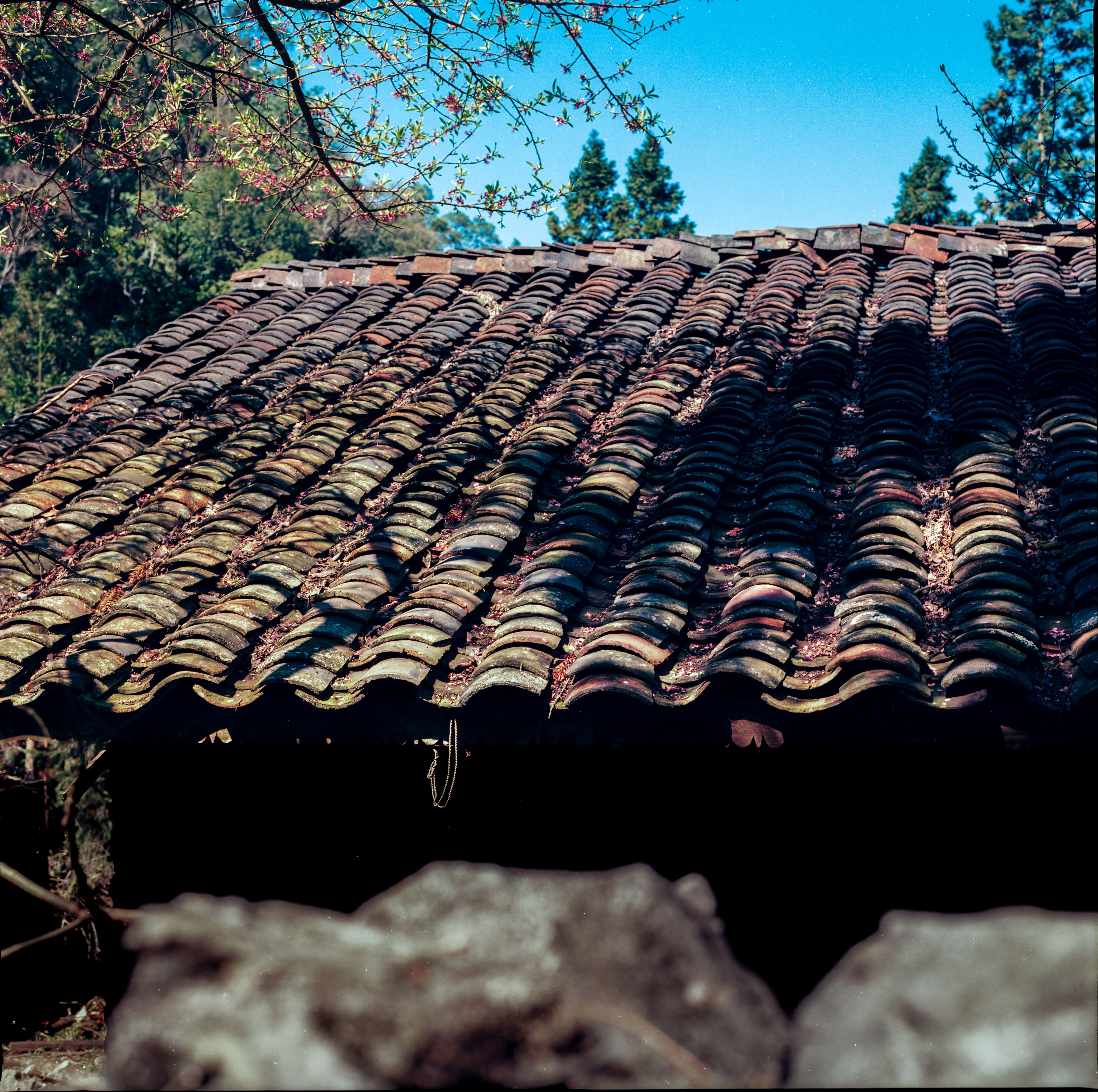 A roof with a tiled roof and a tree in the background · Free Stock Photo