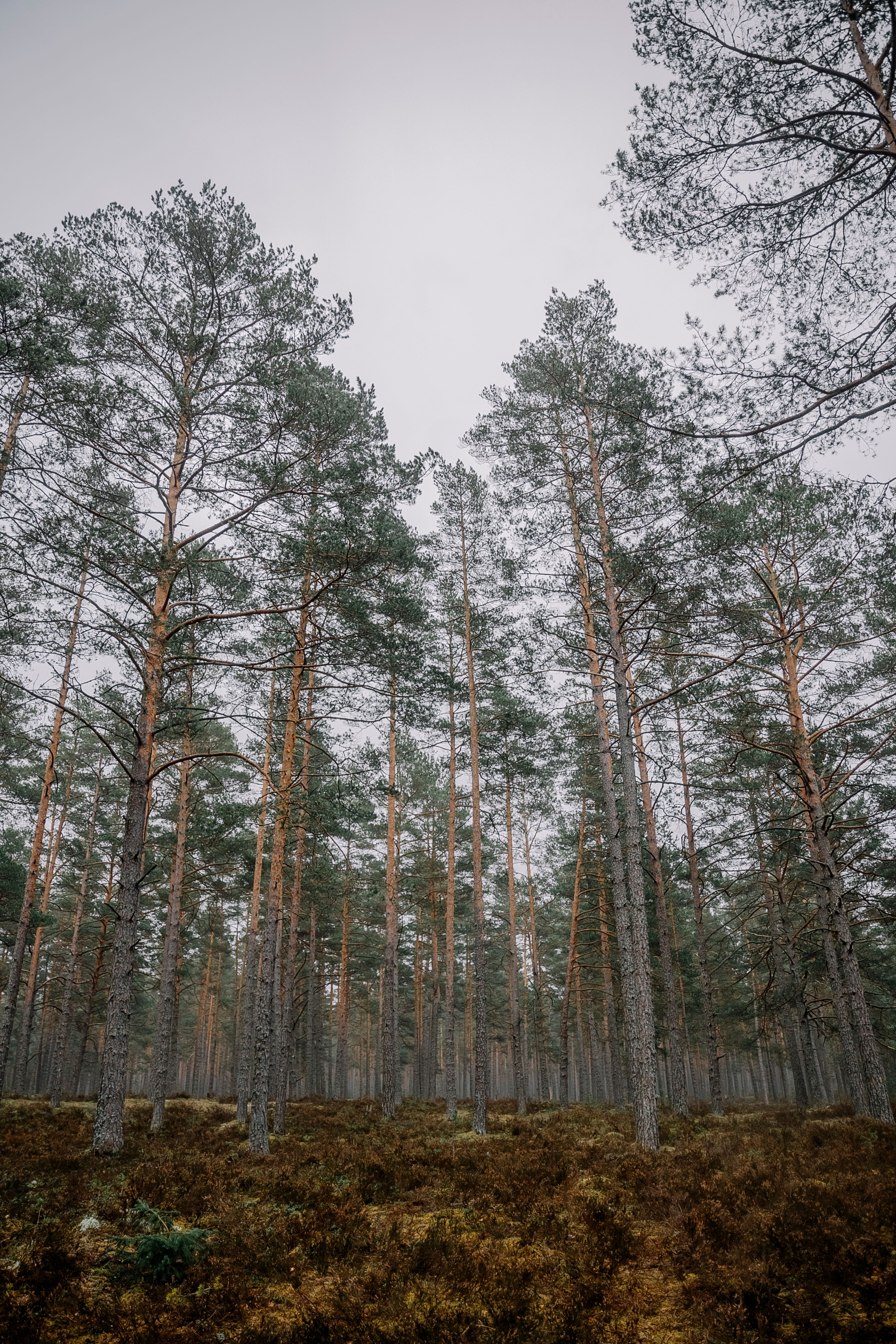 Evergreen Forest Trees · Free Stock Photo