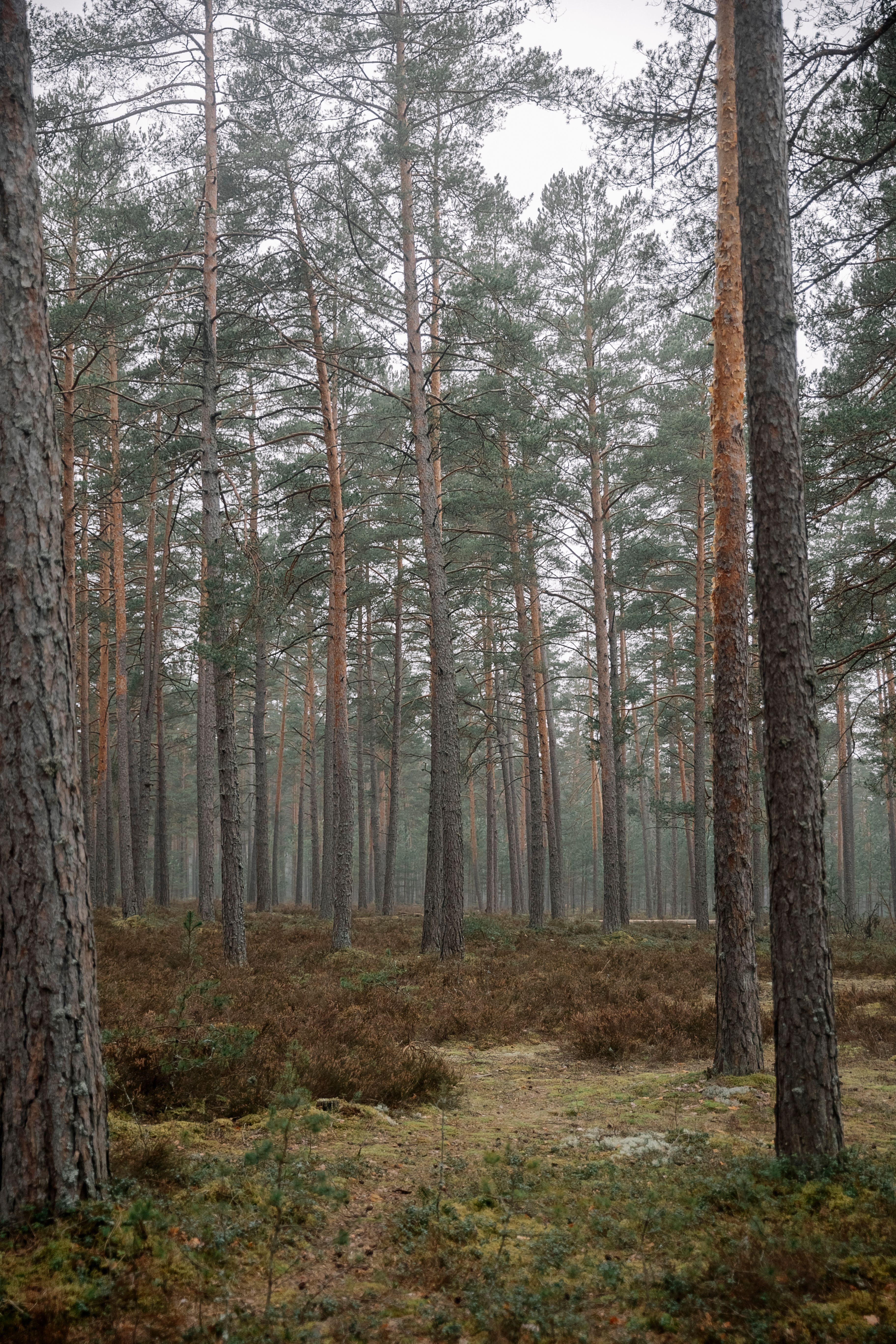 Tall Trees in Evergreen Forest · Free Stock Photo