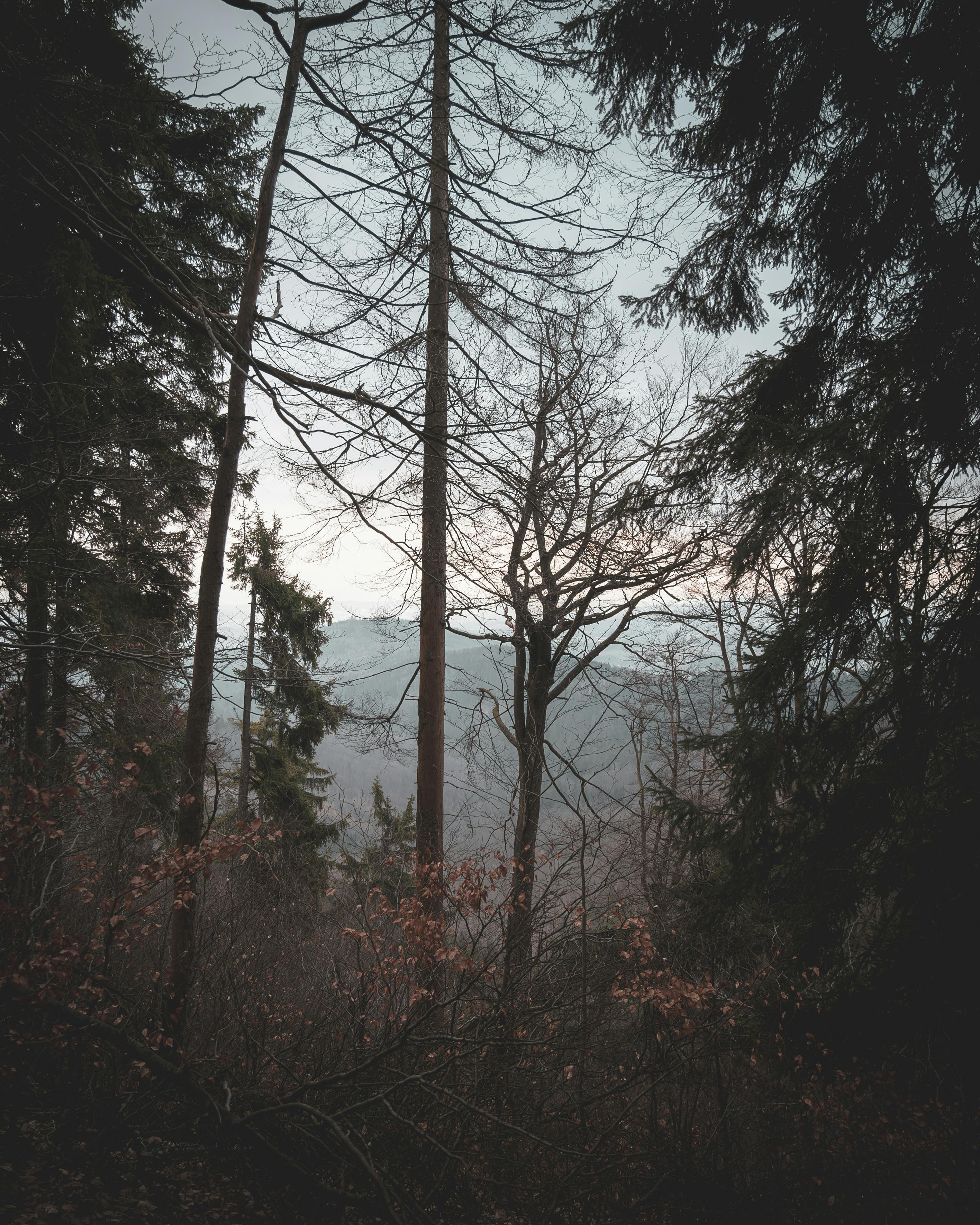 Deep, Evergreen Forest · Free Stock Photo