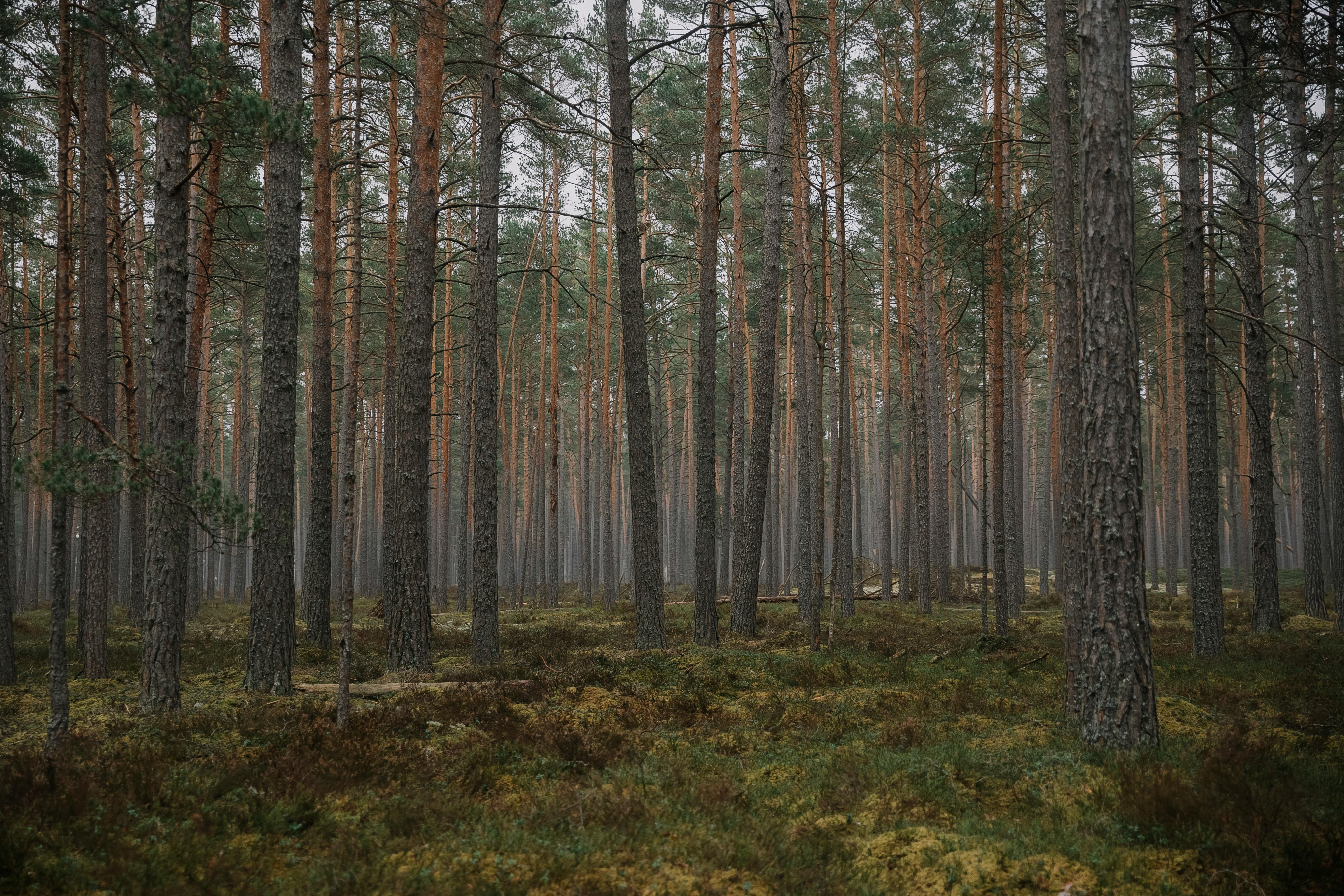 Trees in Evergreen Forest · Free Stock Photo