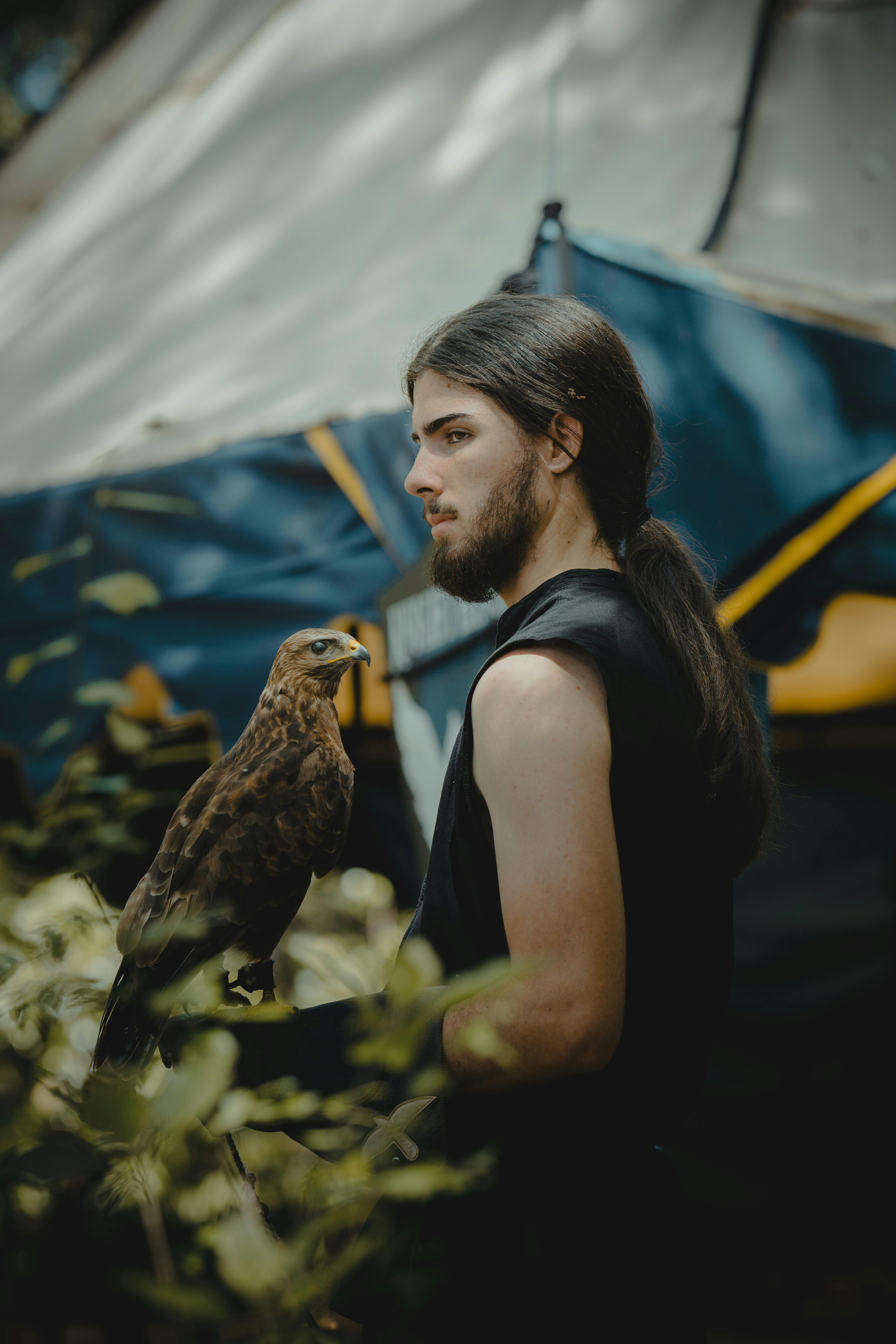 Top Hawk Photos, Download The BEST Free Top Hawk Stock Photos & HD Images