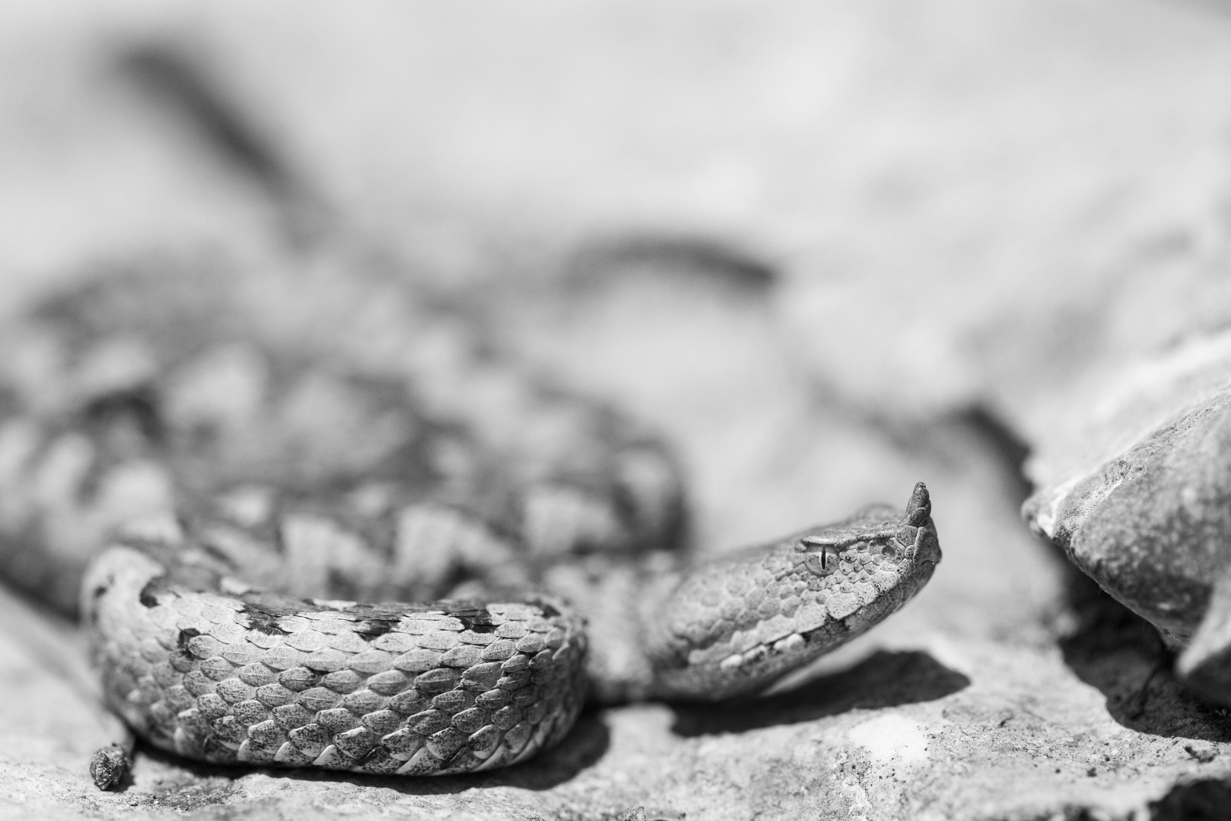 Viper on the rock · Free Stock Photo