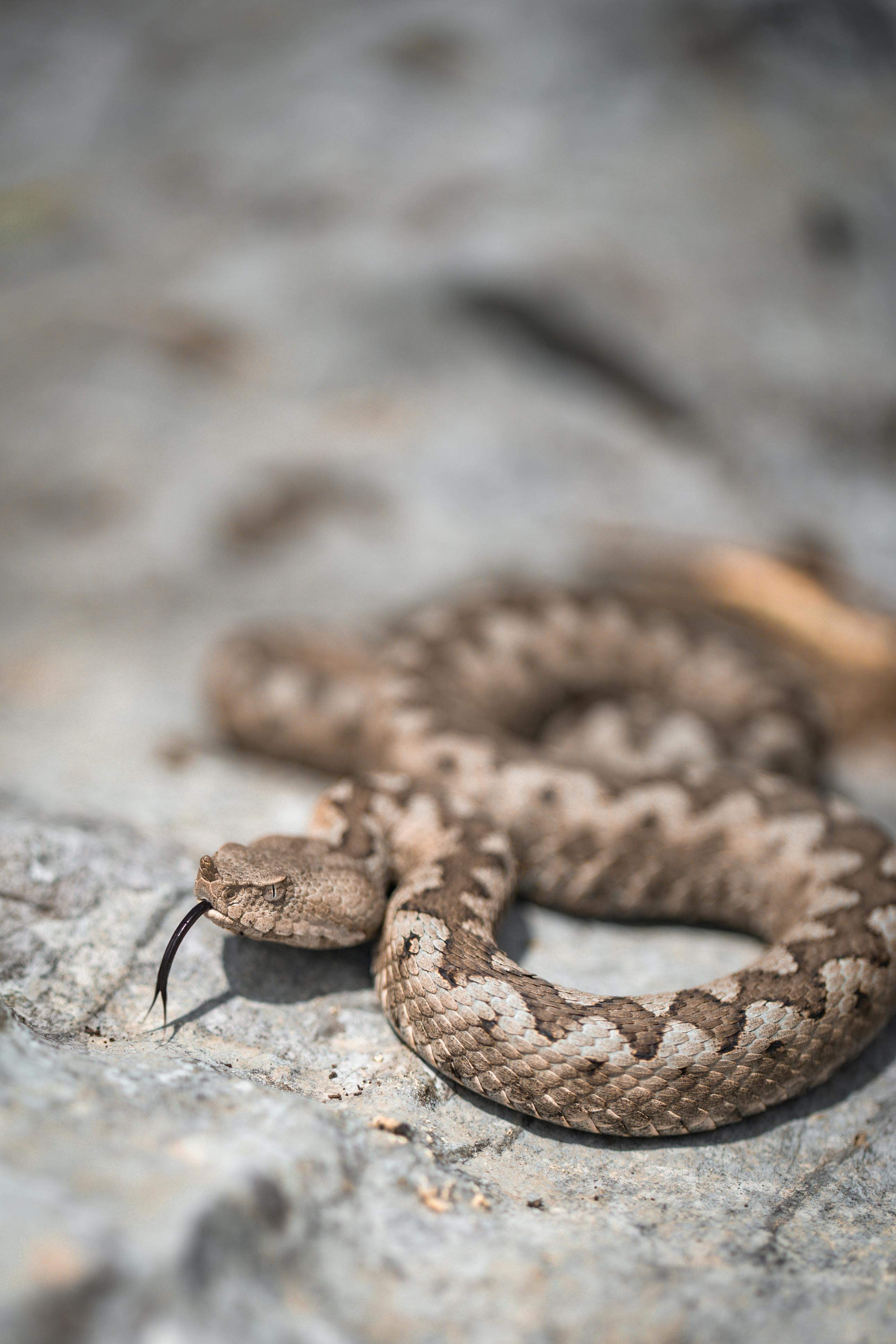Rattlesnake Viper Photos, Download The BEST Free Rattlesnake Viper ...