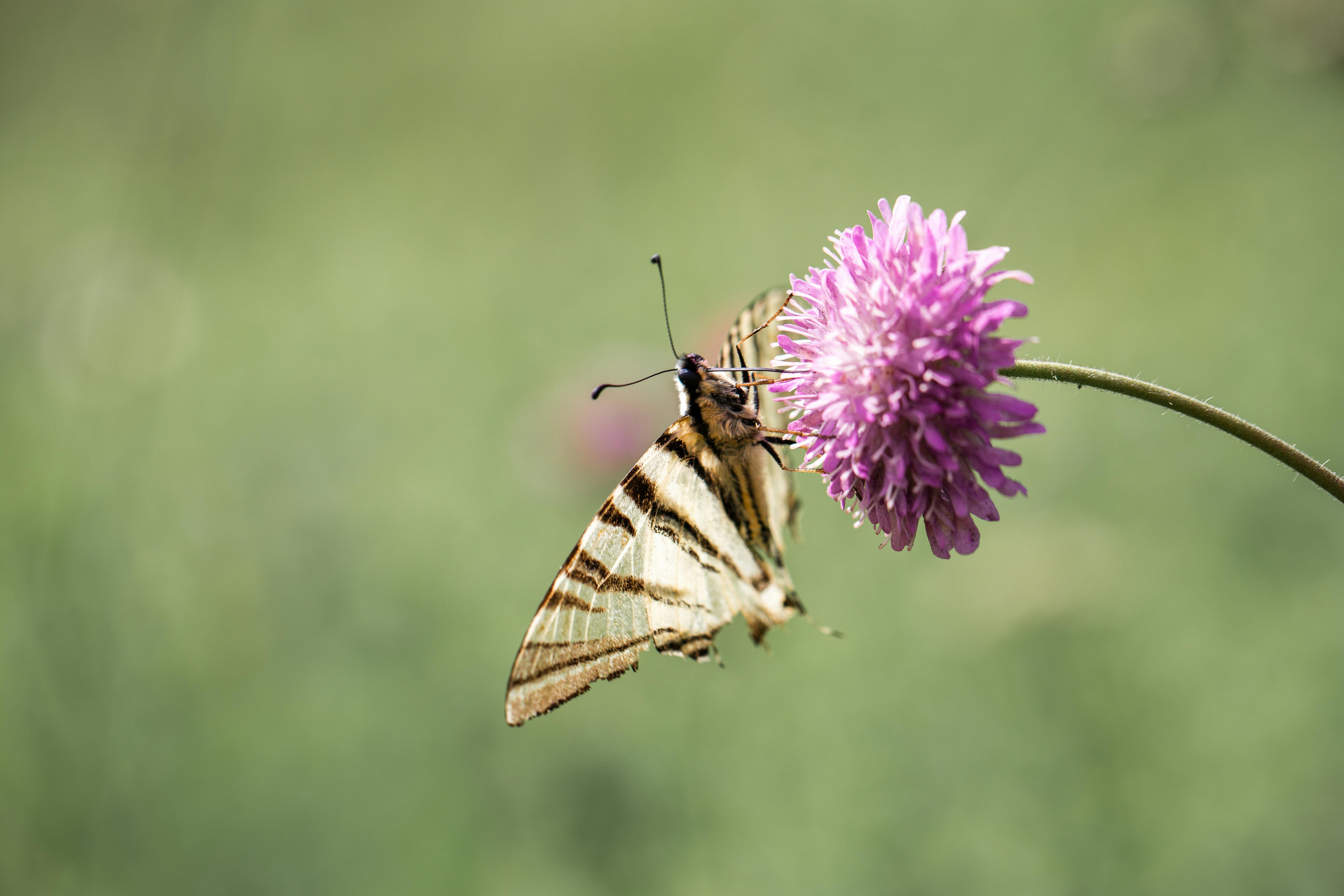 Bee and butterfly competition · Free Stock Photo