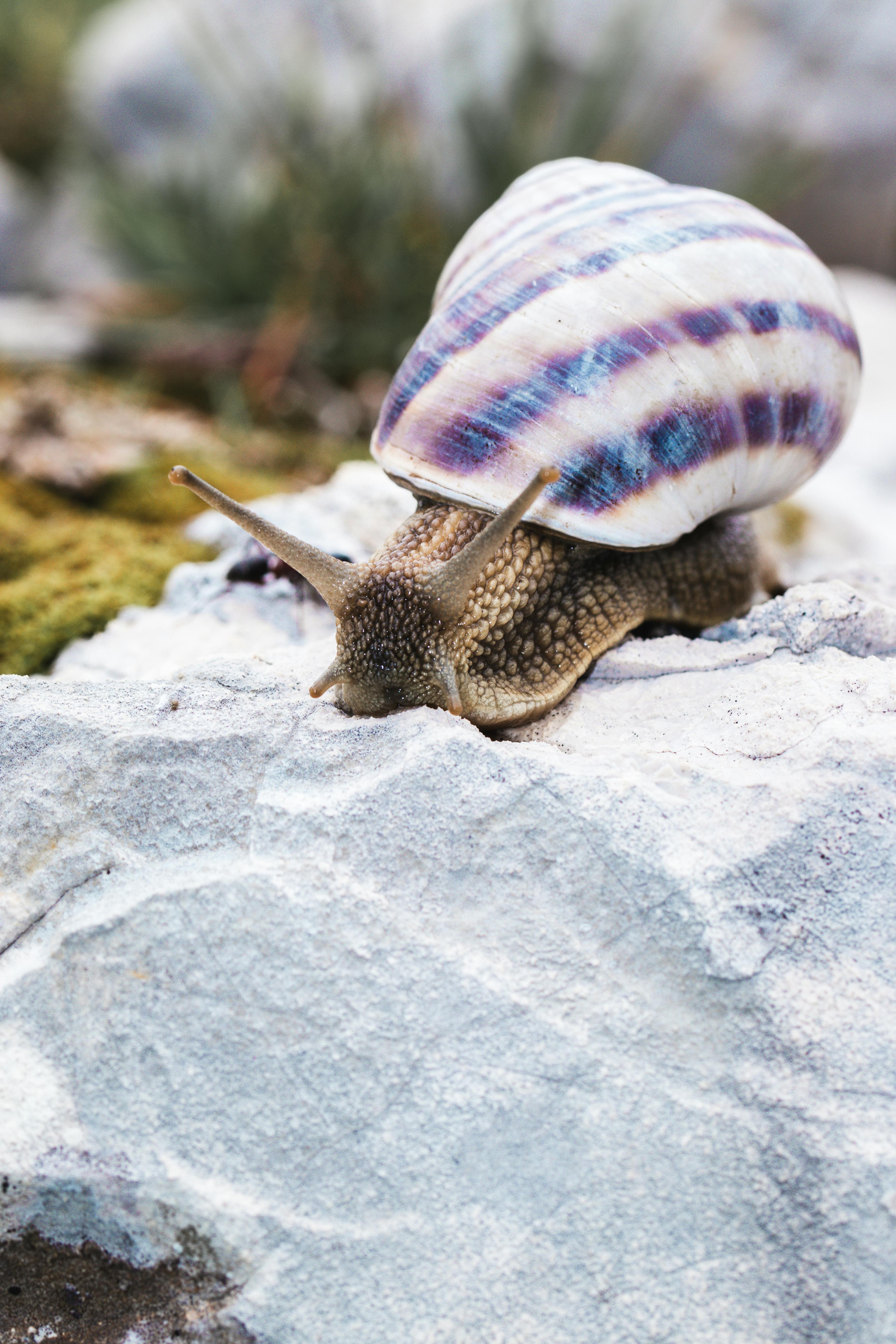 Snail · Free Stock Photo