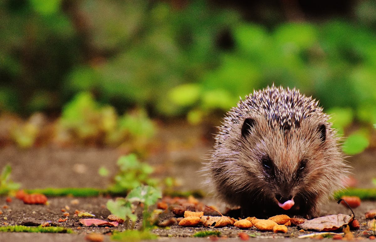 Hedgehog Photos, Download The BEST Free Hedgehog Stock Photos & HD Images
