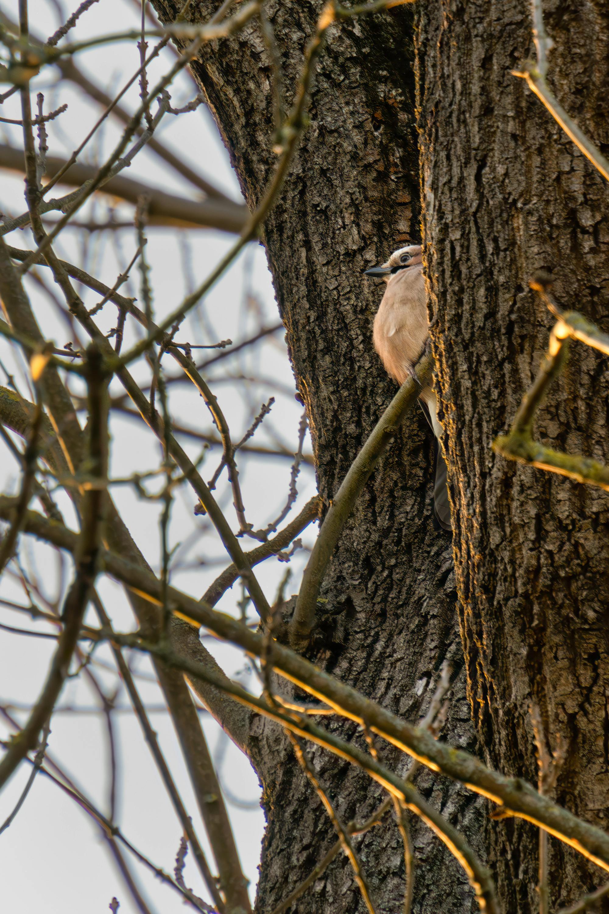 Acorn Collector Photos, Download The BEST Free Acorn Collector Stock ...