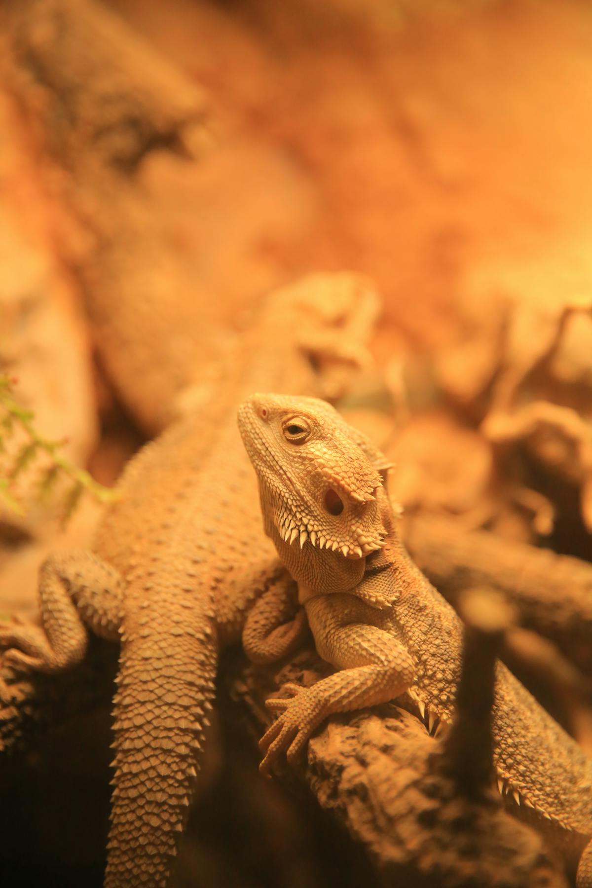 Lizards (Uromastyx Lizards) Photos, Download The BEST Free Lizards ...