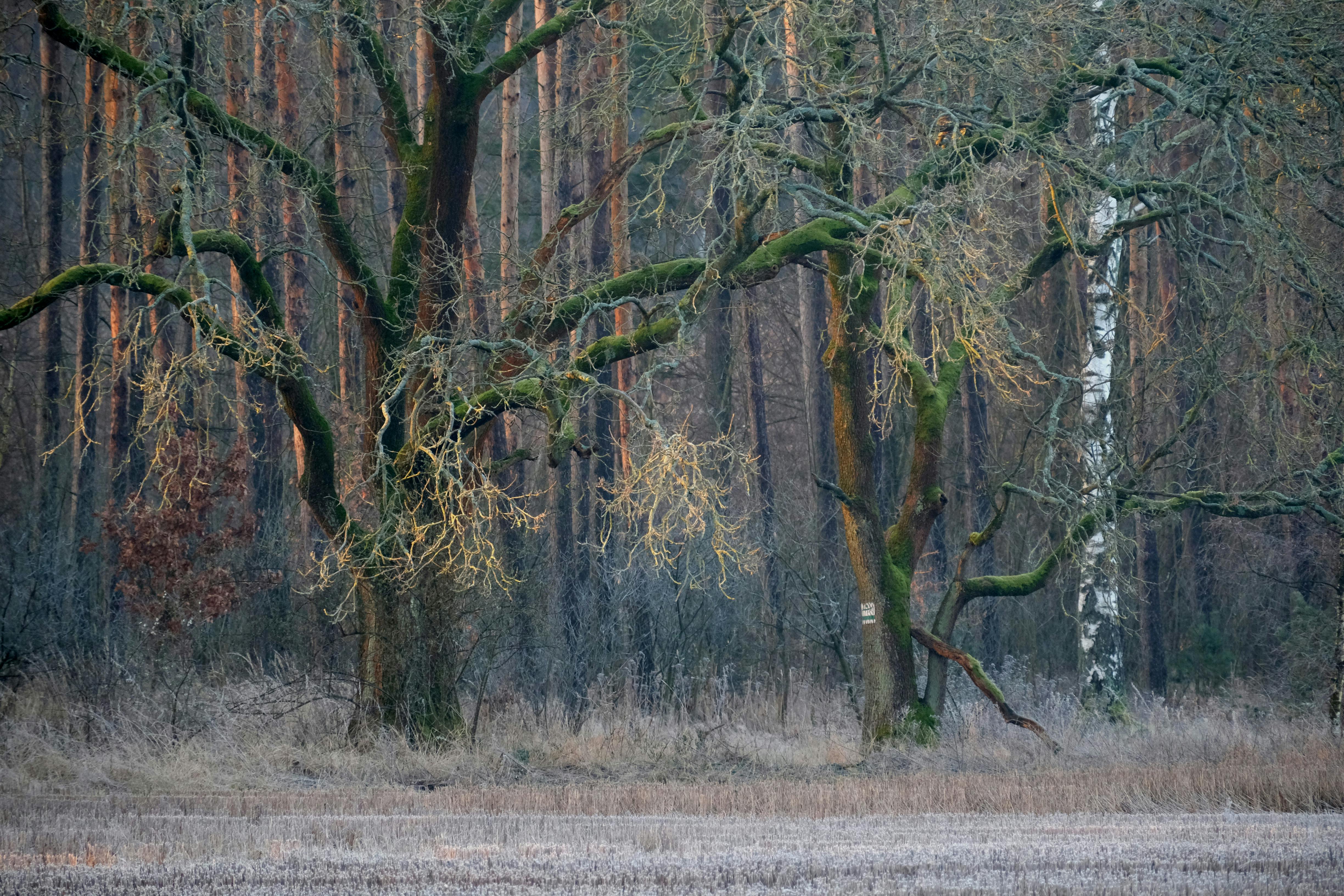 Photo Of Withered Trees · Free Stock Photo