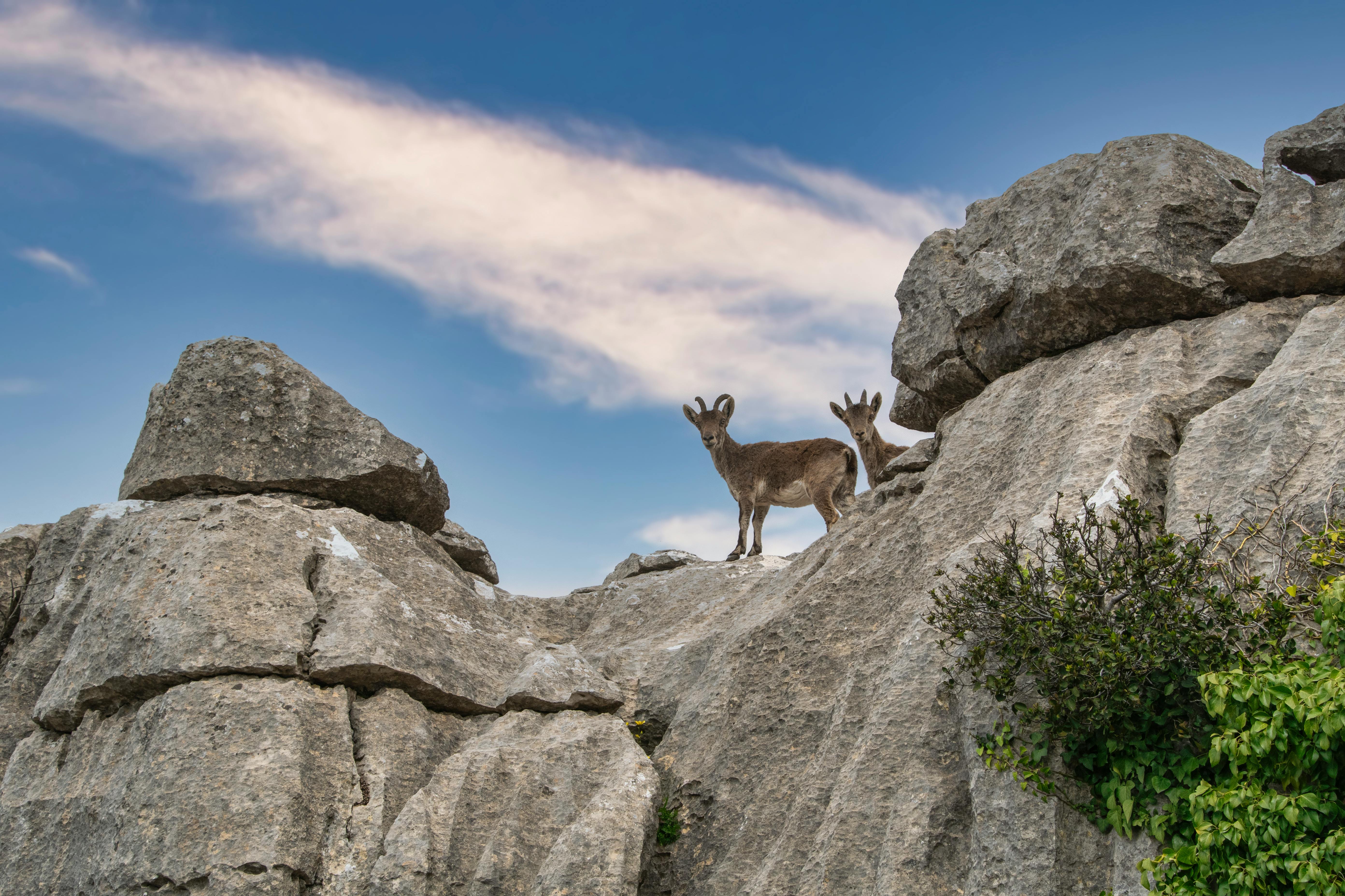 Mountain Goats on Rocks · Free Stock Photo