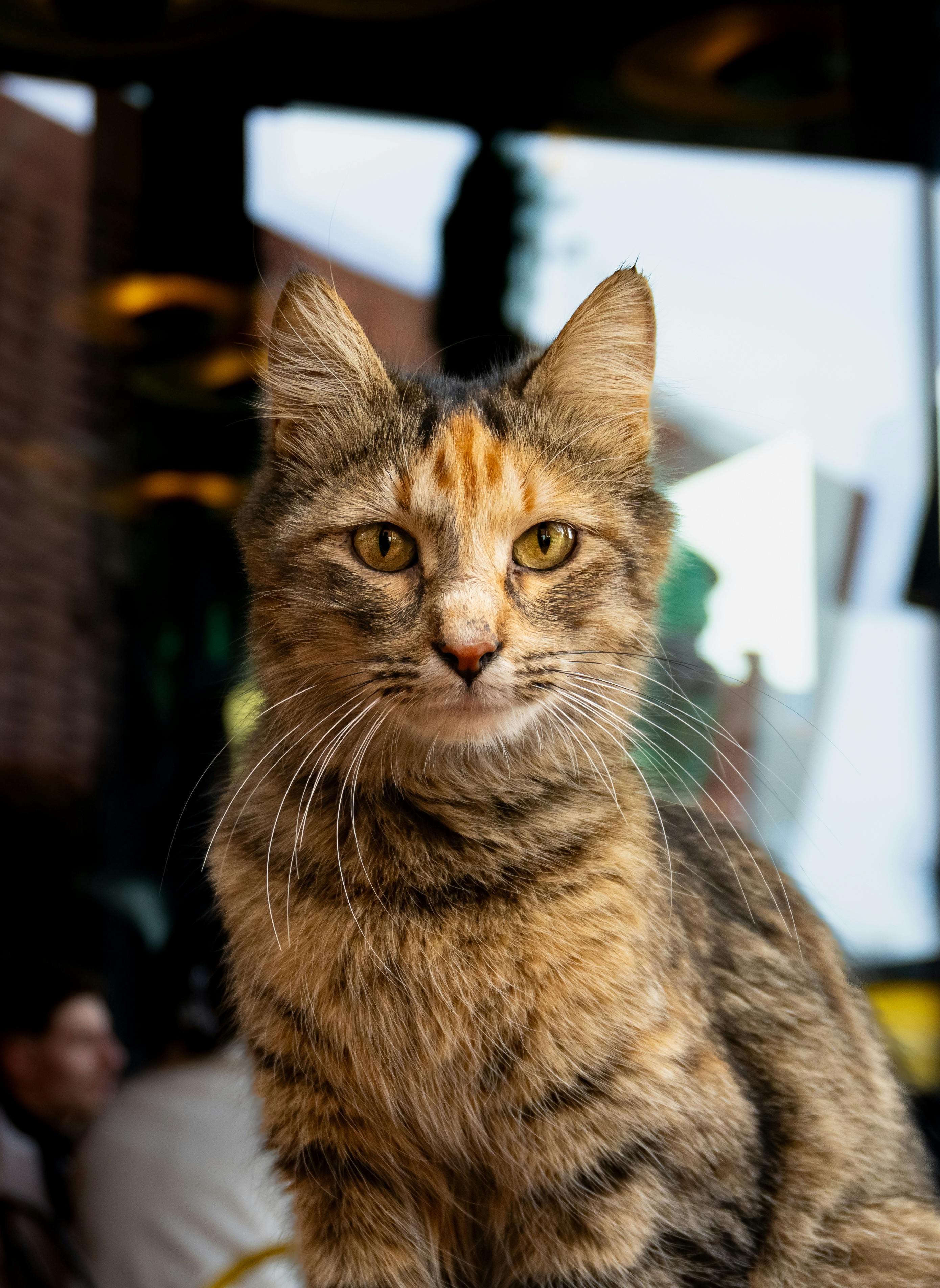 cat · Free Stock Photo