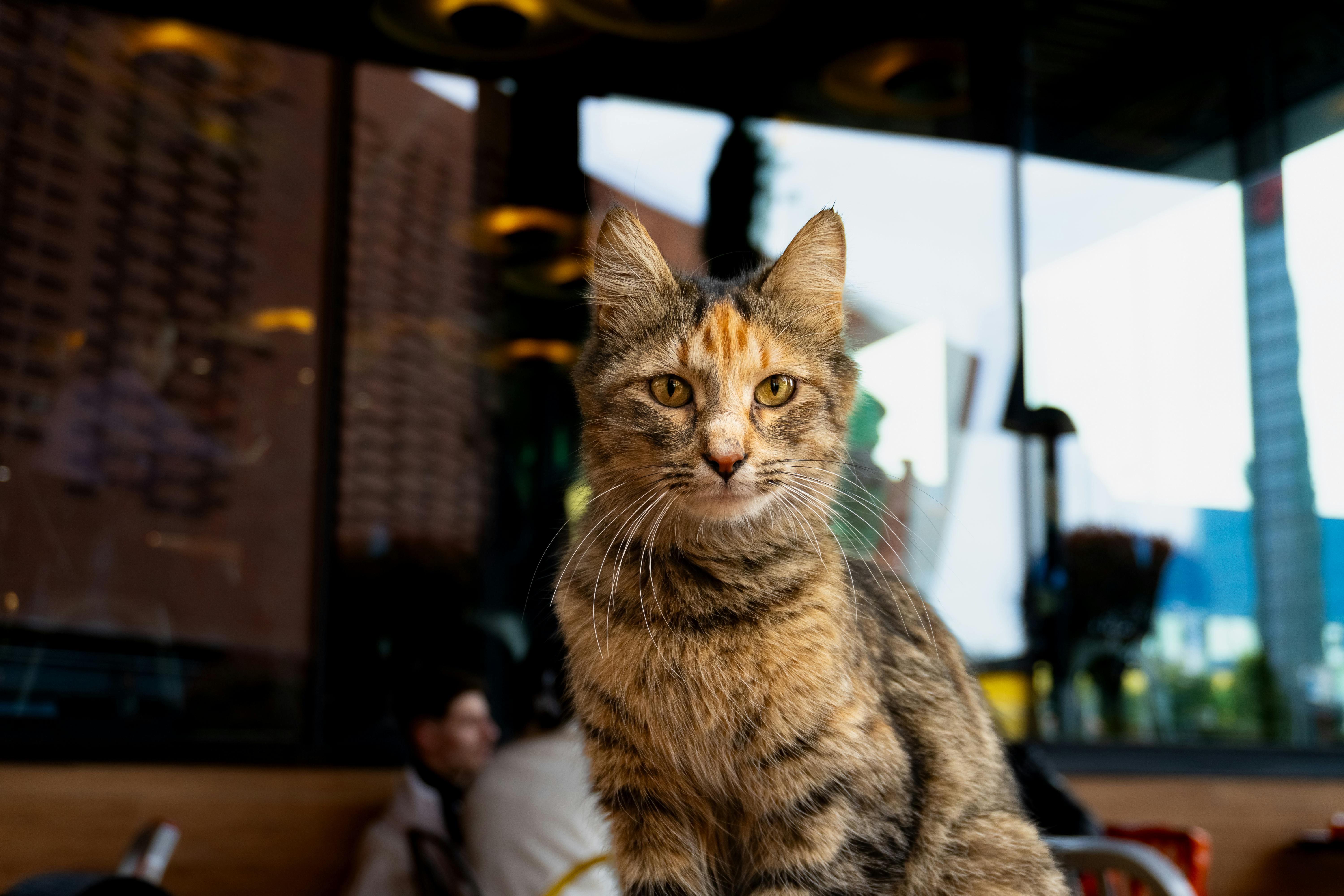 Scared Cat Photos, Download The BEST Free Scared Cat Stock Photos & HD ...