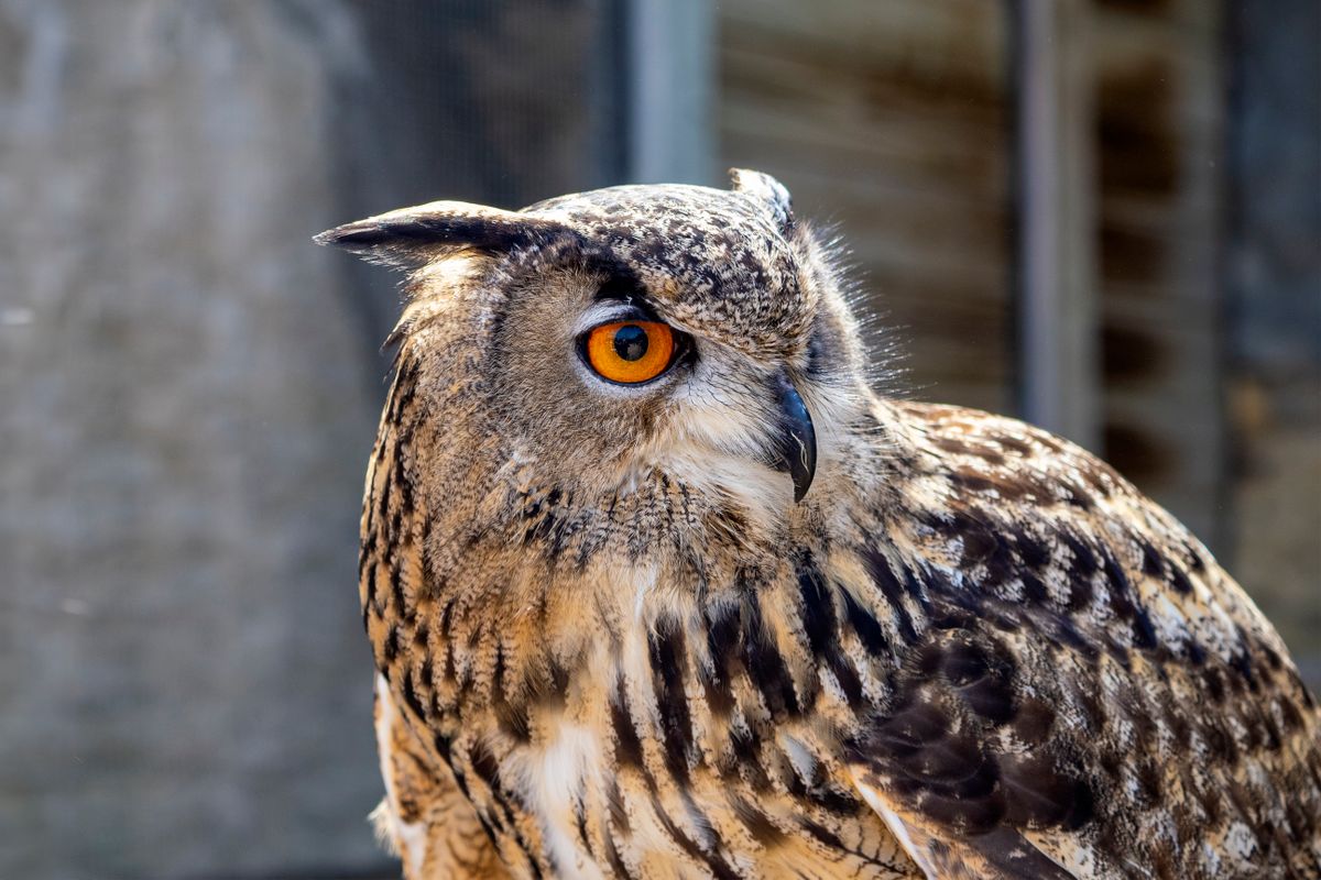 Owl Painting Photos, Download The BEST Free Owl Painting Stock Photos ...