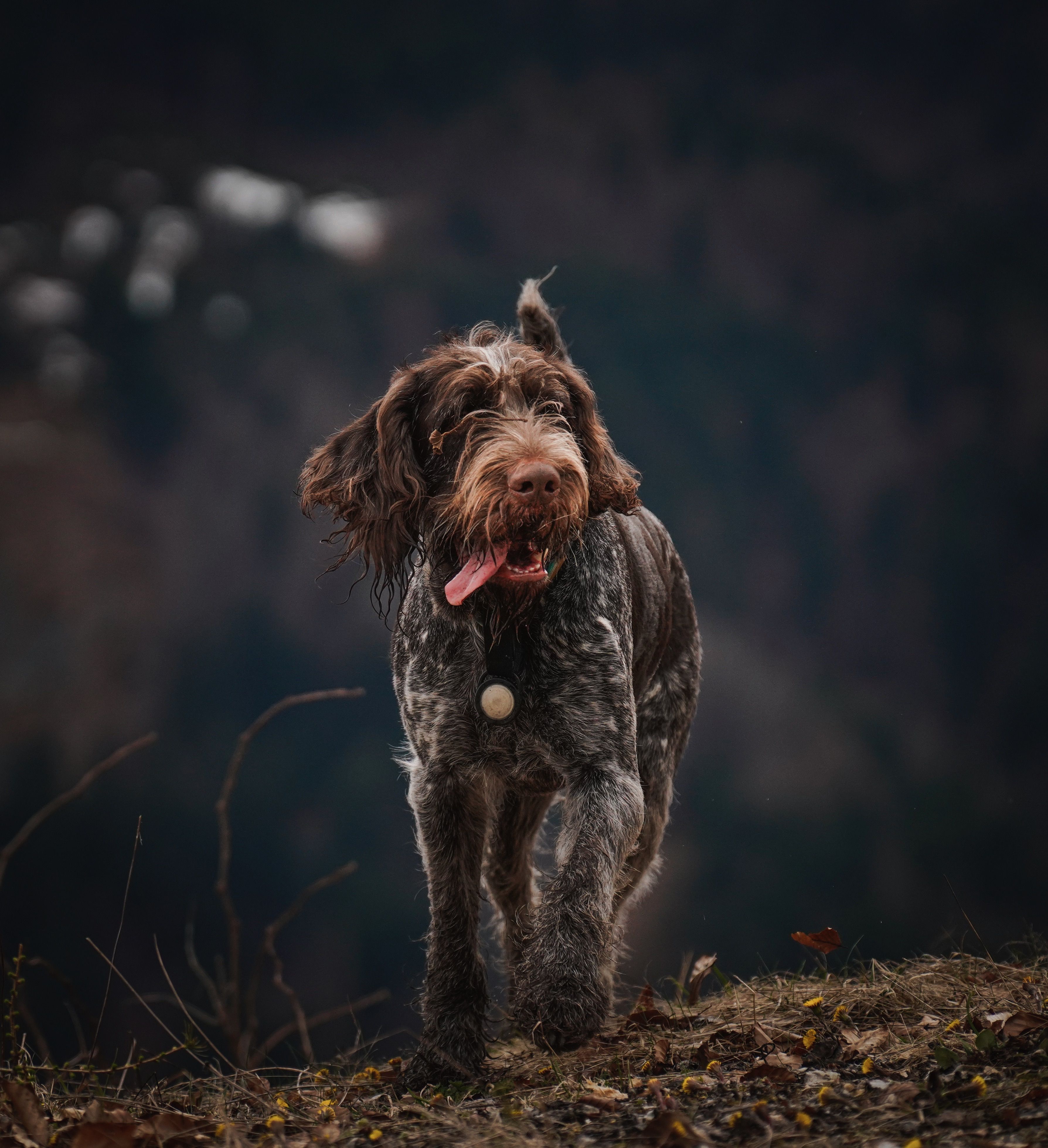Dog With Cape Photos, Download The BEST Free Dog With Cape Stock Photos ...