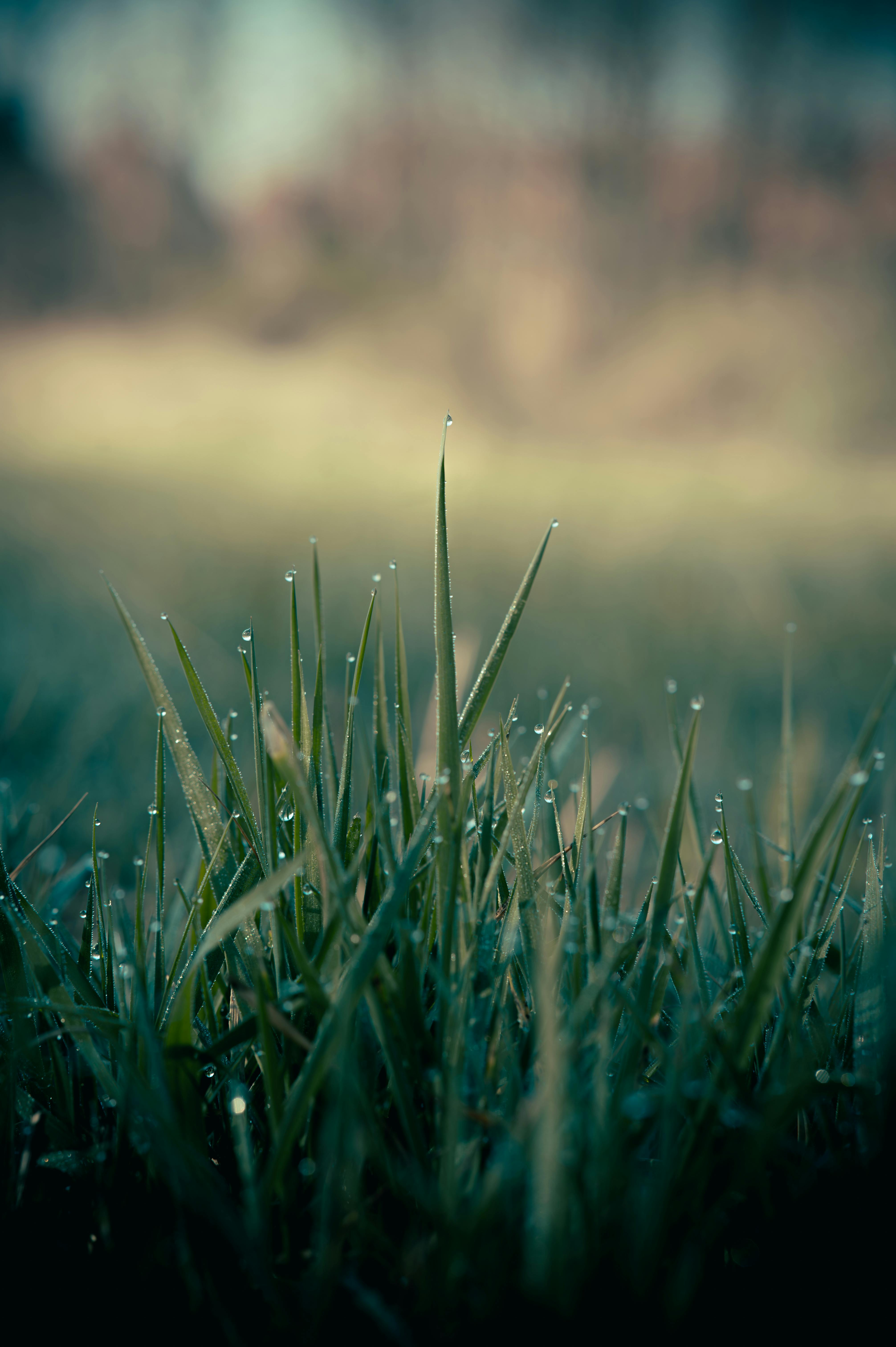 Grass Covered in Morning Dew · Free Stock Photo