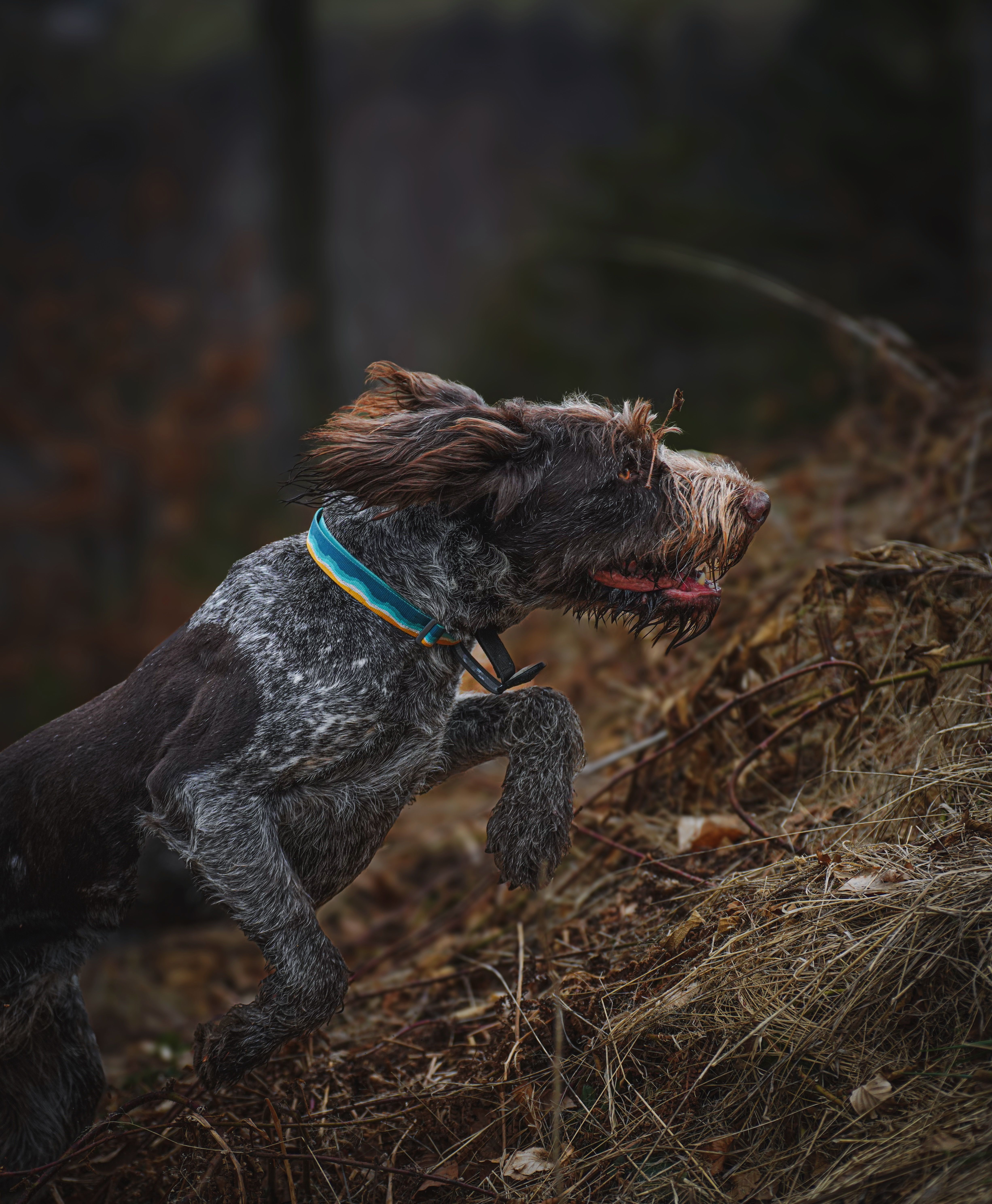 German Wirehaired Pointer Dog Running · Free Stock Photo