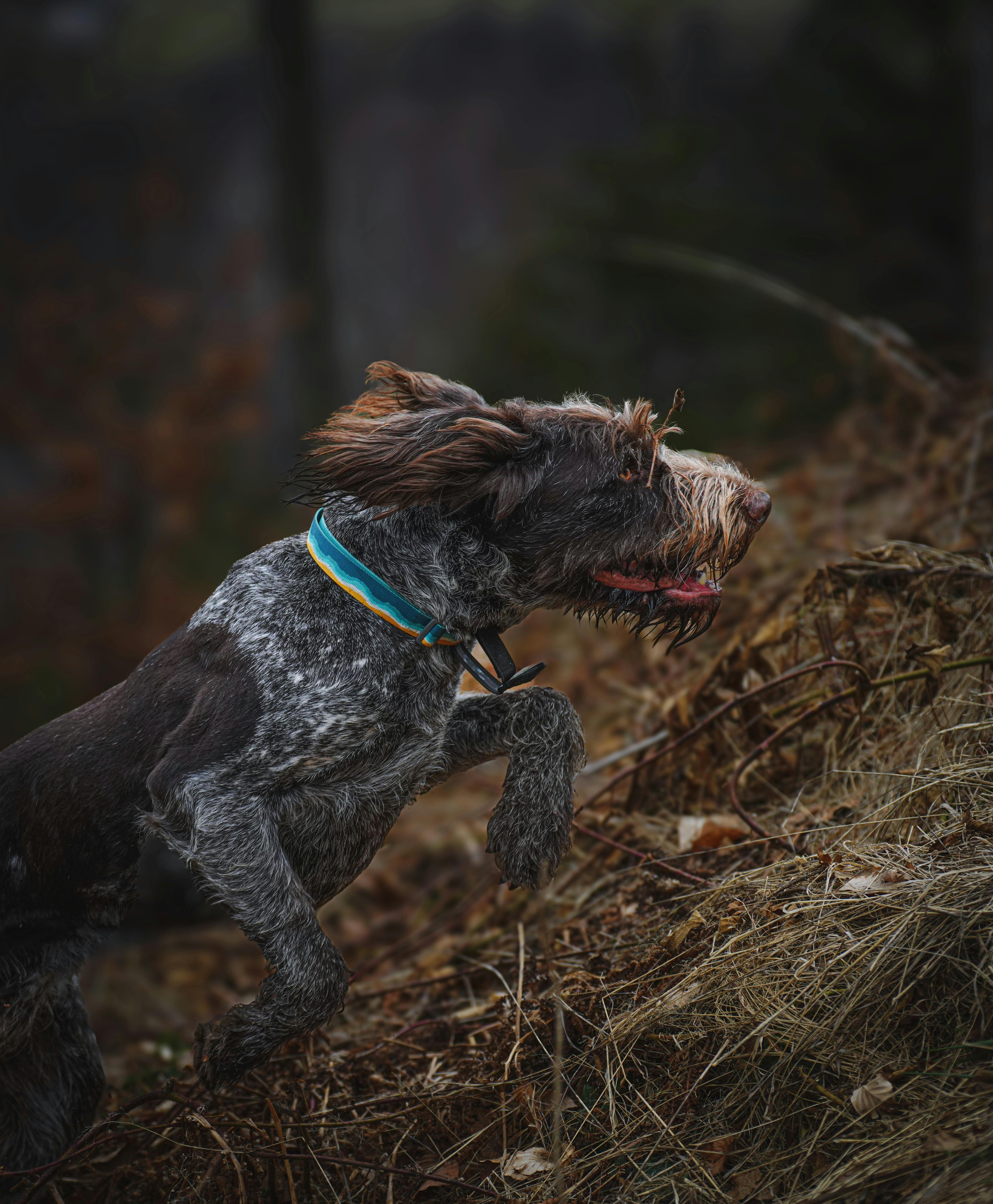 German Wirehaired Pointer Dog Running · Free Stock Photo