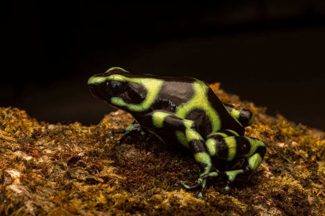Vietnamese Mossy Frog Care: A Comprehensive Guide